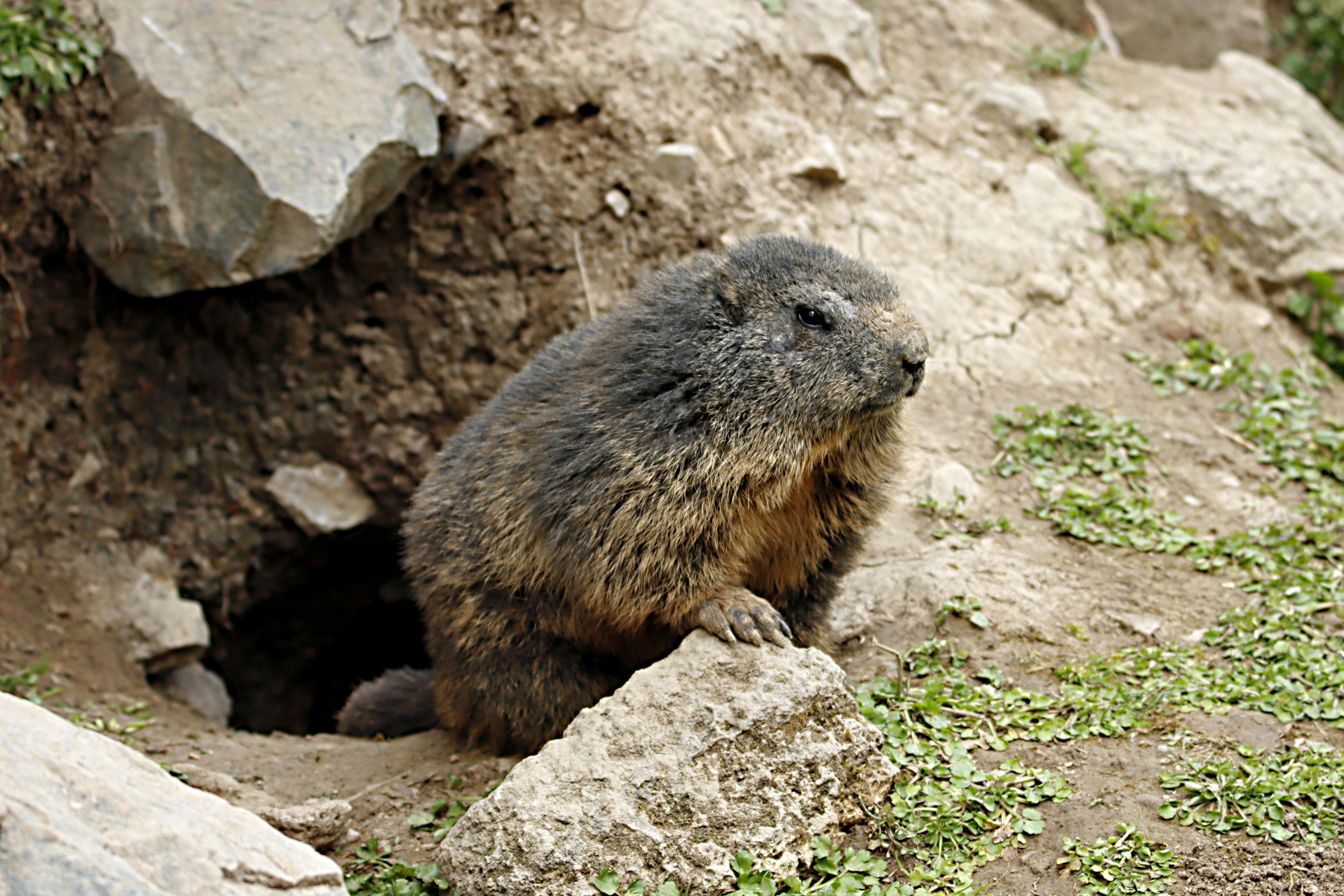 Eastern Garter Snake in Nature · Free Stock Photo