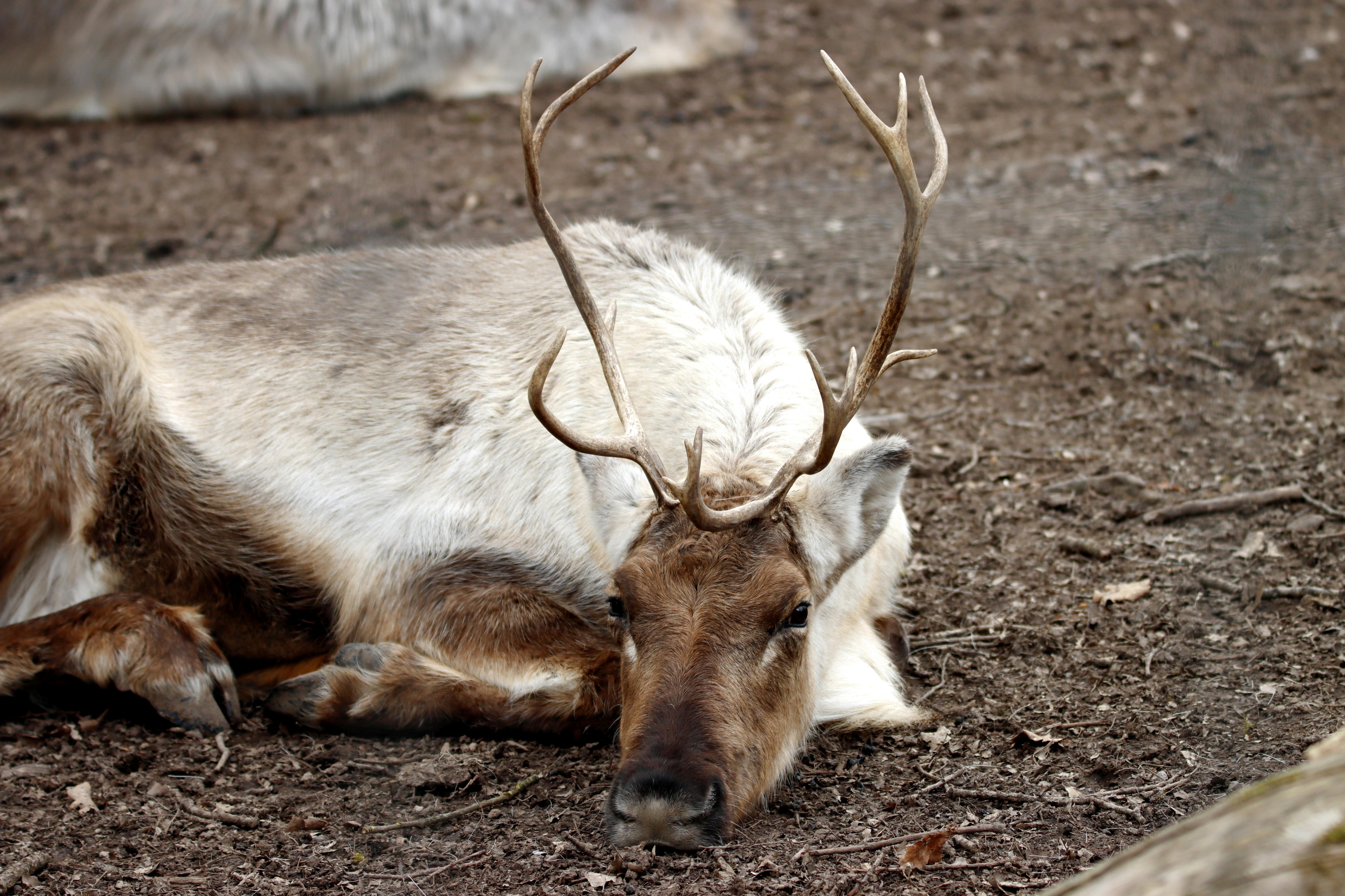 Reindeer Wallpaper Photos, Download The BEST Free Reindeer Wallpaper ...