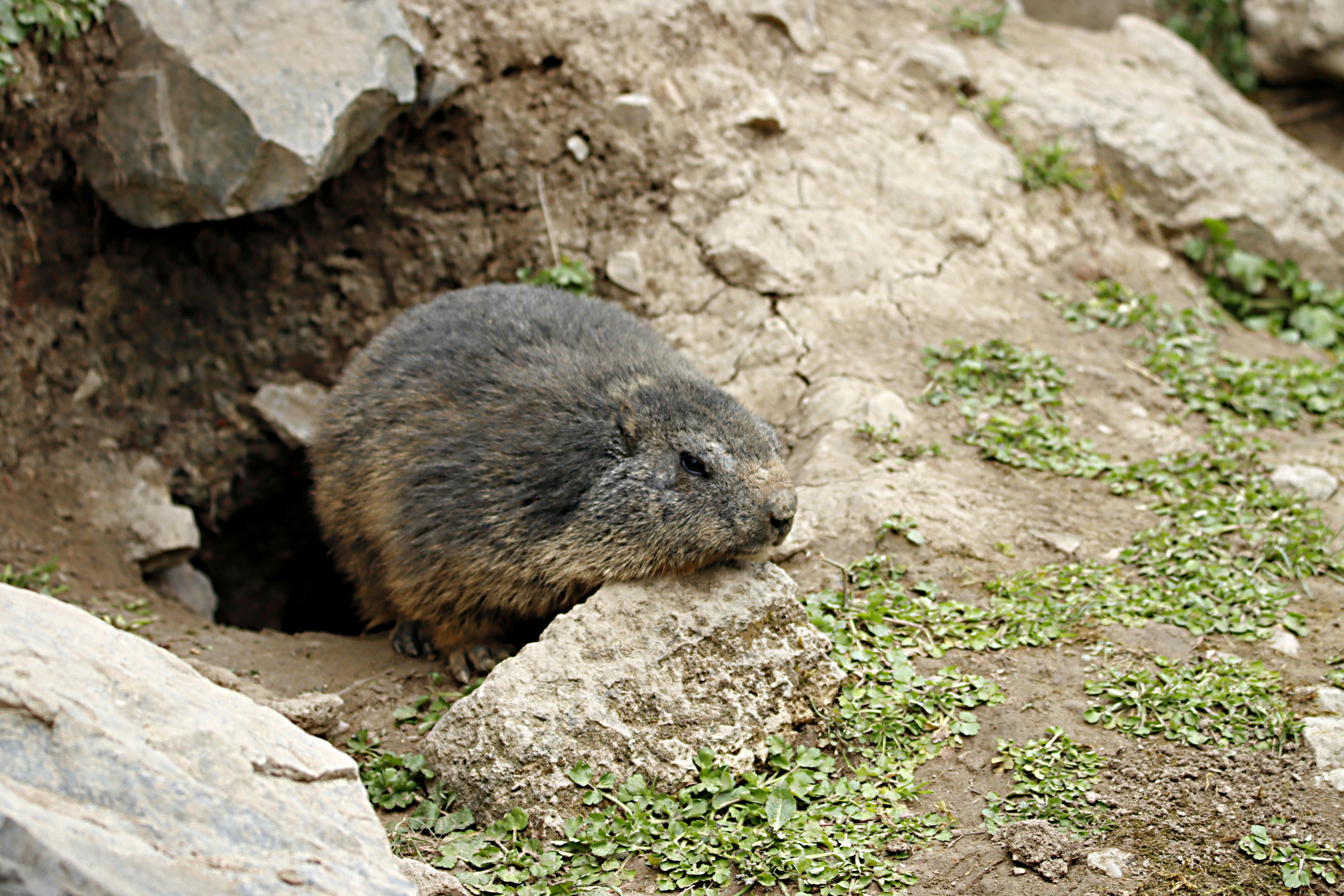 Groundhog Behavior Photos, Download The BEST Free Groundhog Behavior ...