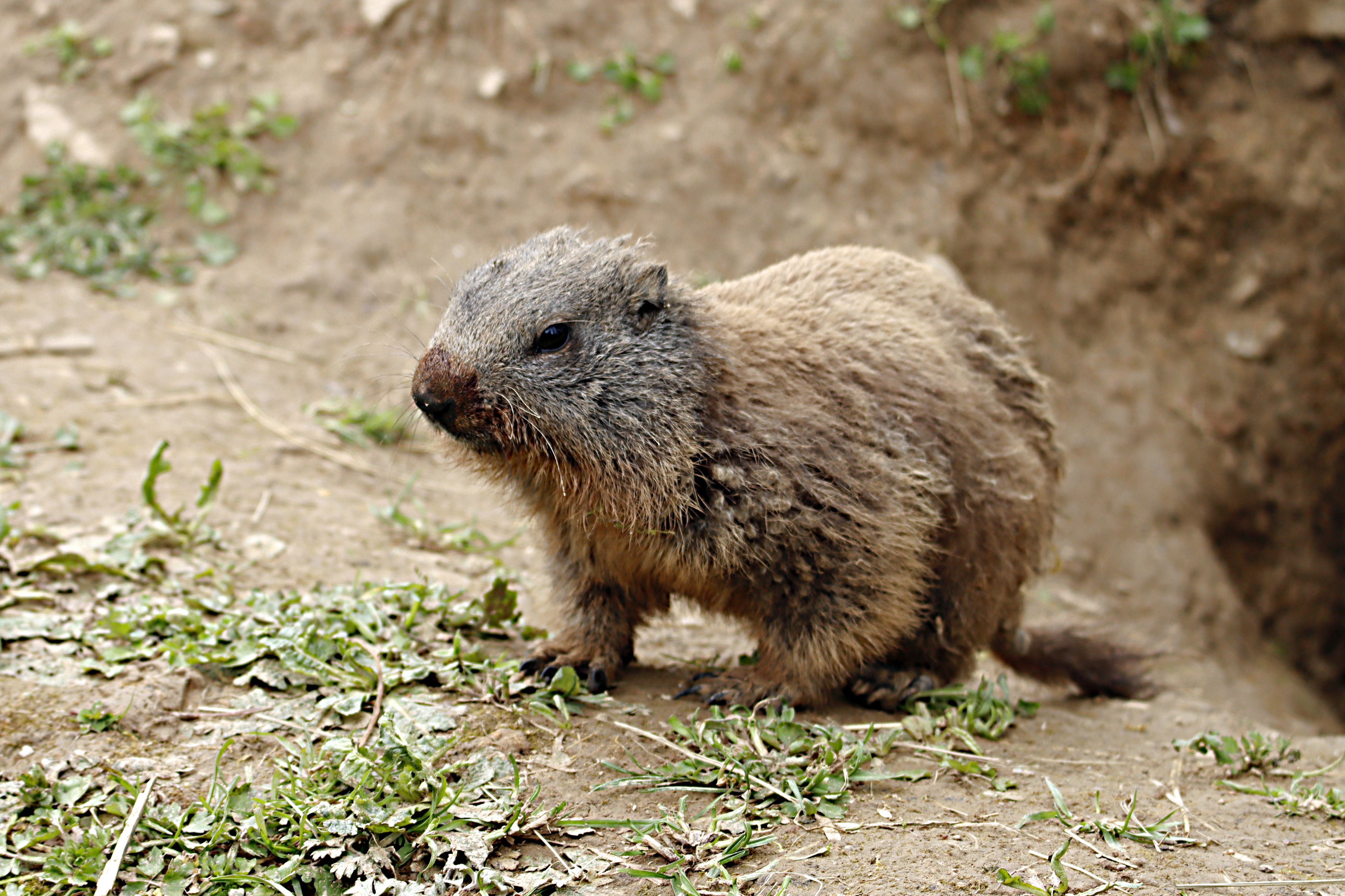Woodchuck on Ground · Free Stock Photo