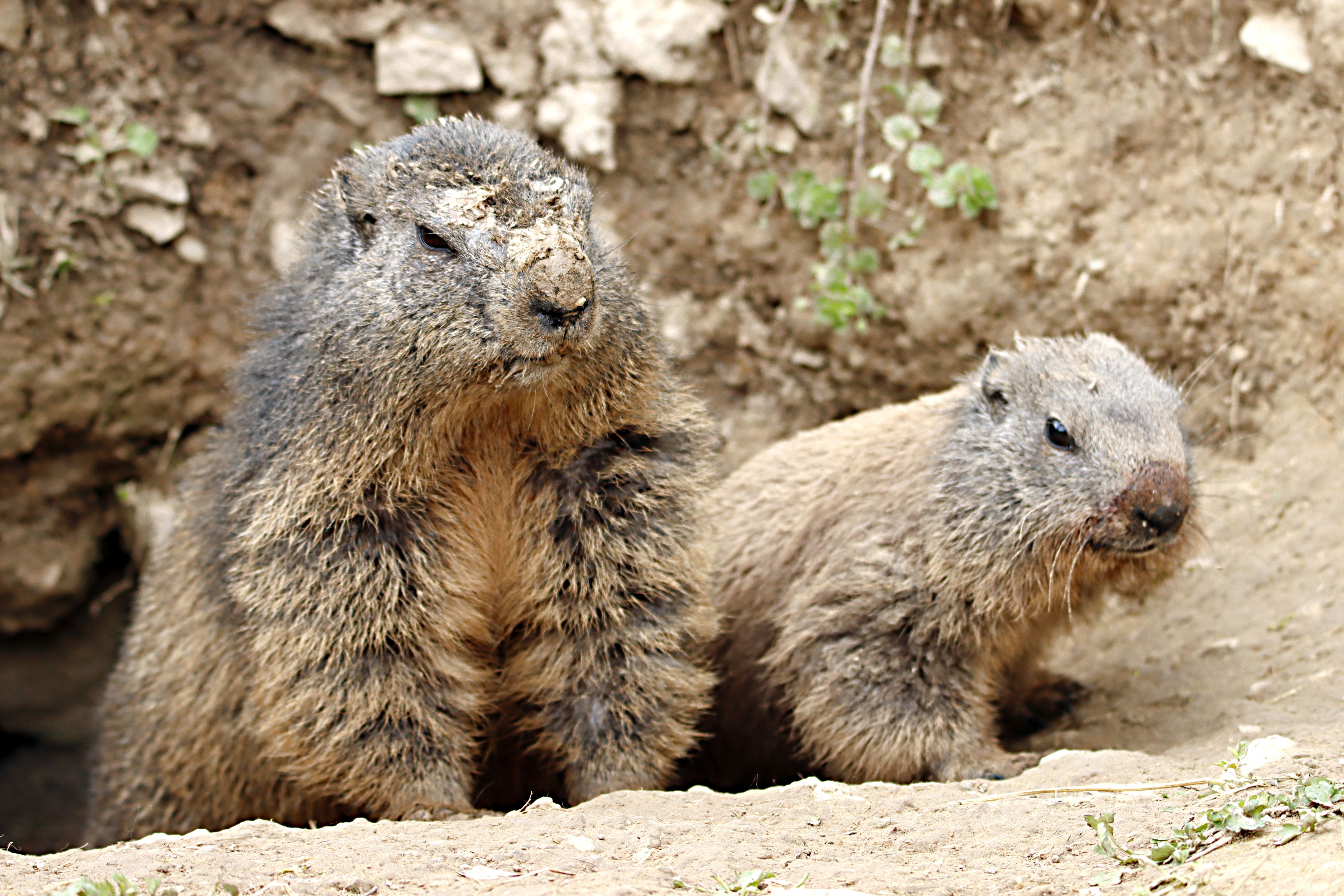 Close-up of Marmots in the Sand · Free Stock Photo