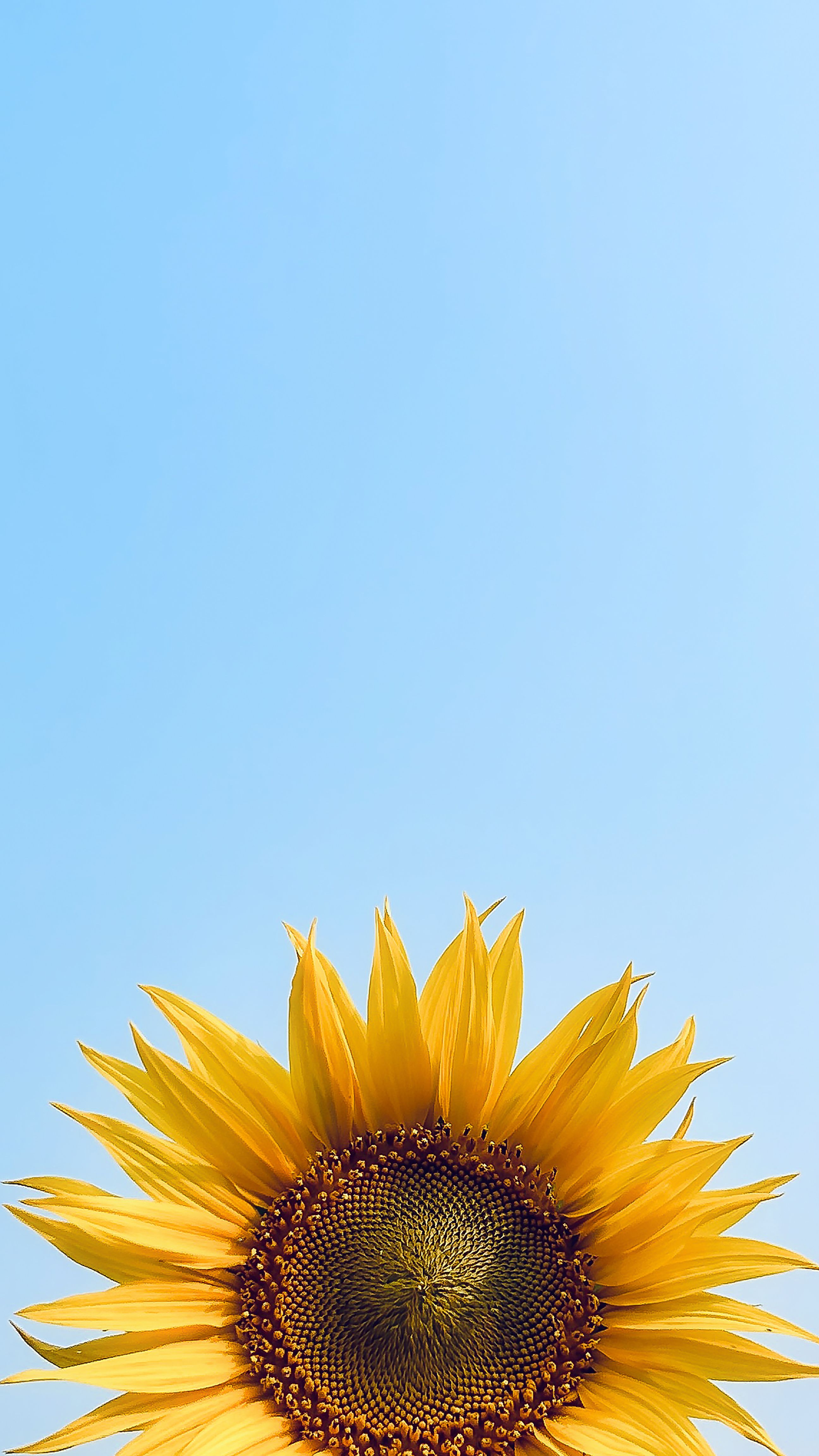 Sunflowers · Free Stock Photo