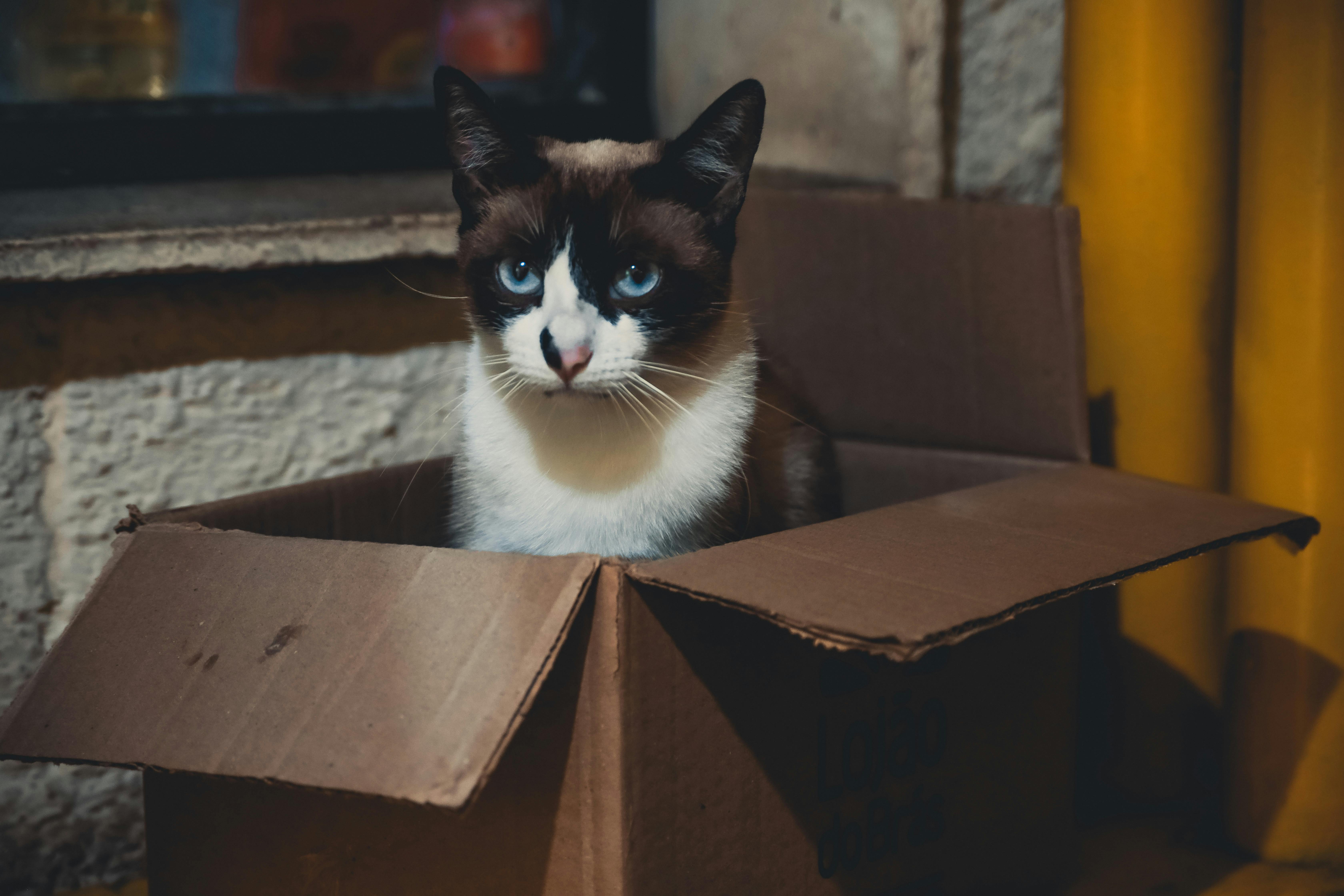 Cat in Box · Free Stock Photo