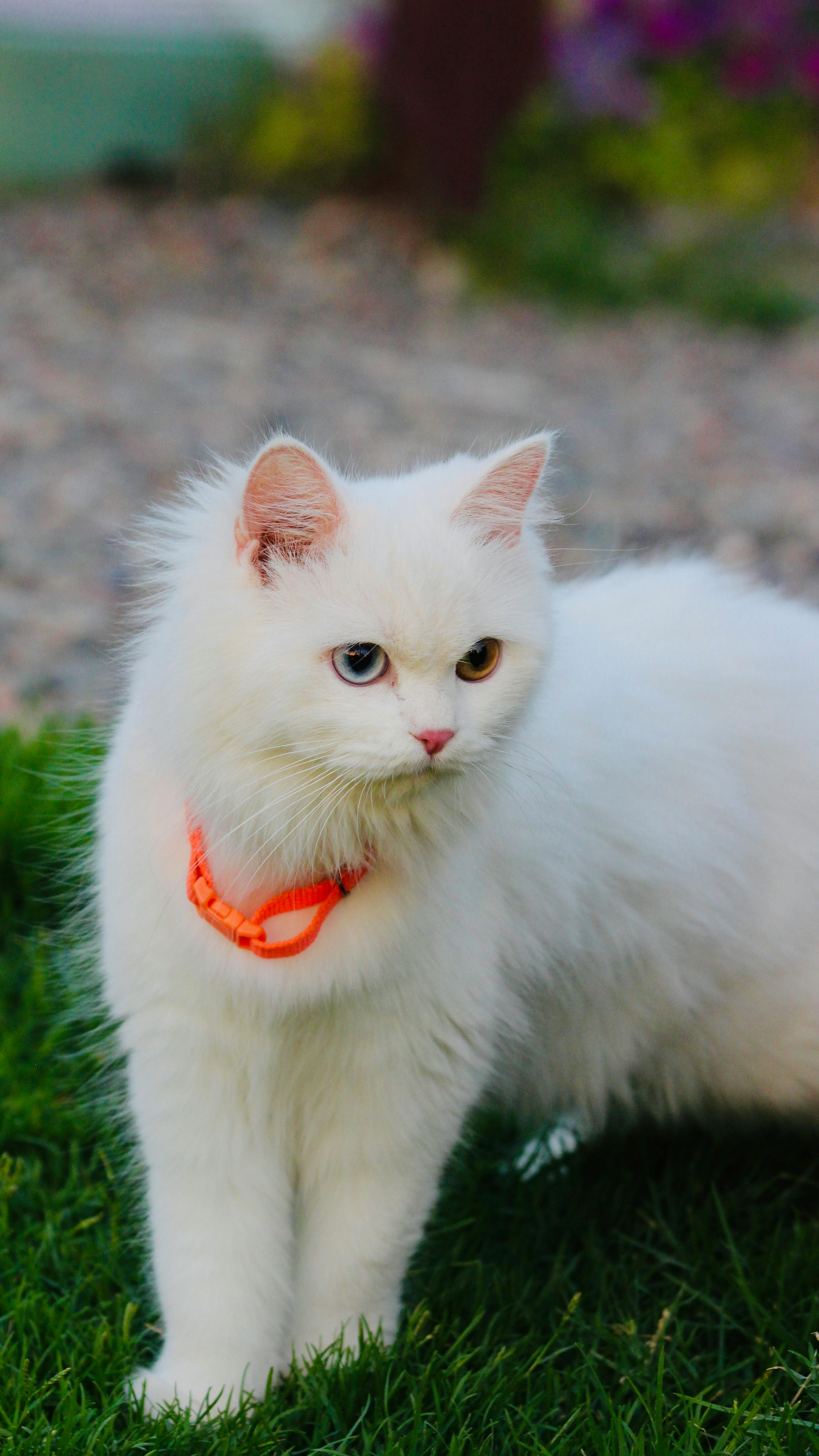 Odd-eyed White Cat · Free Stock Photo