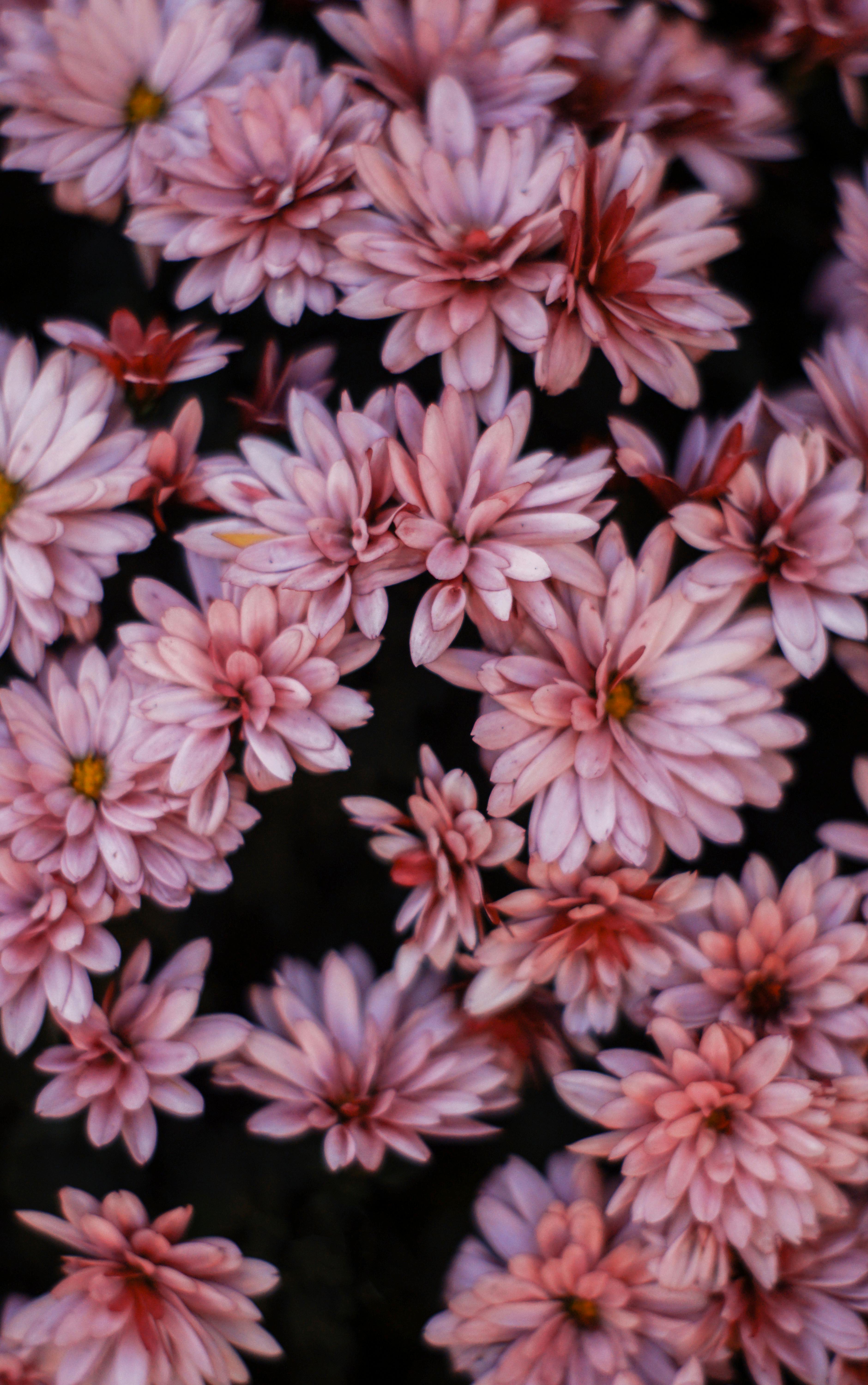 Close Up of Pink Flowers · Free Stock Photo