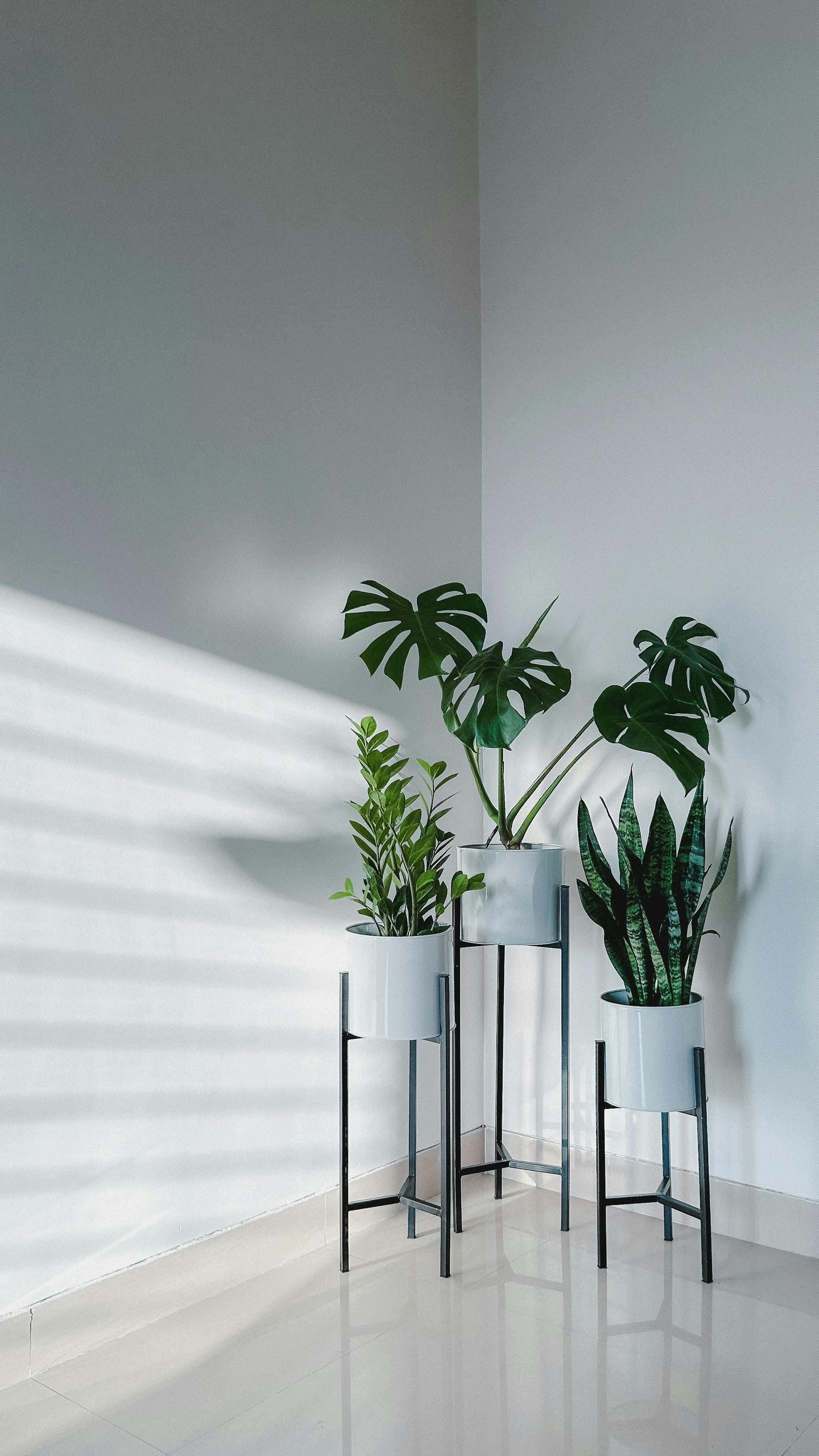 Reefer Plants Photos, Download The BEST Free Reefer Plants Stock Photos ...