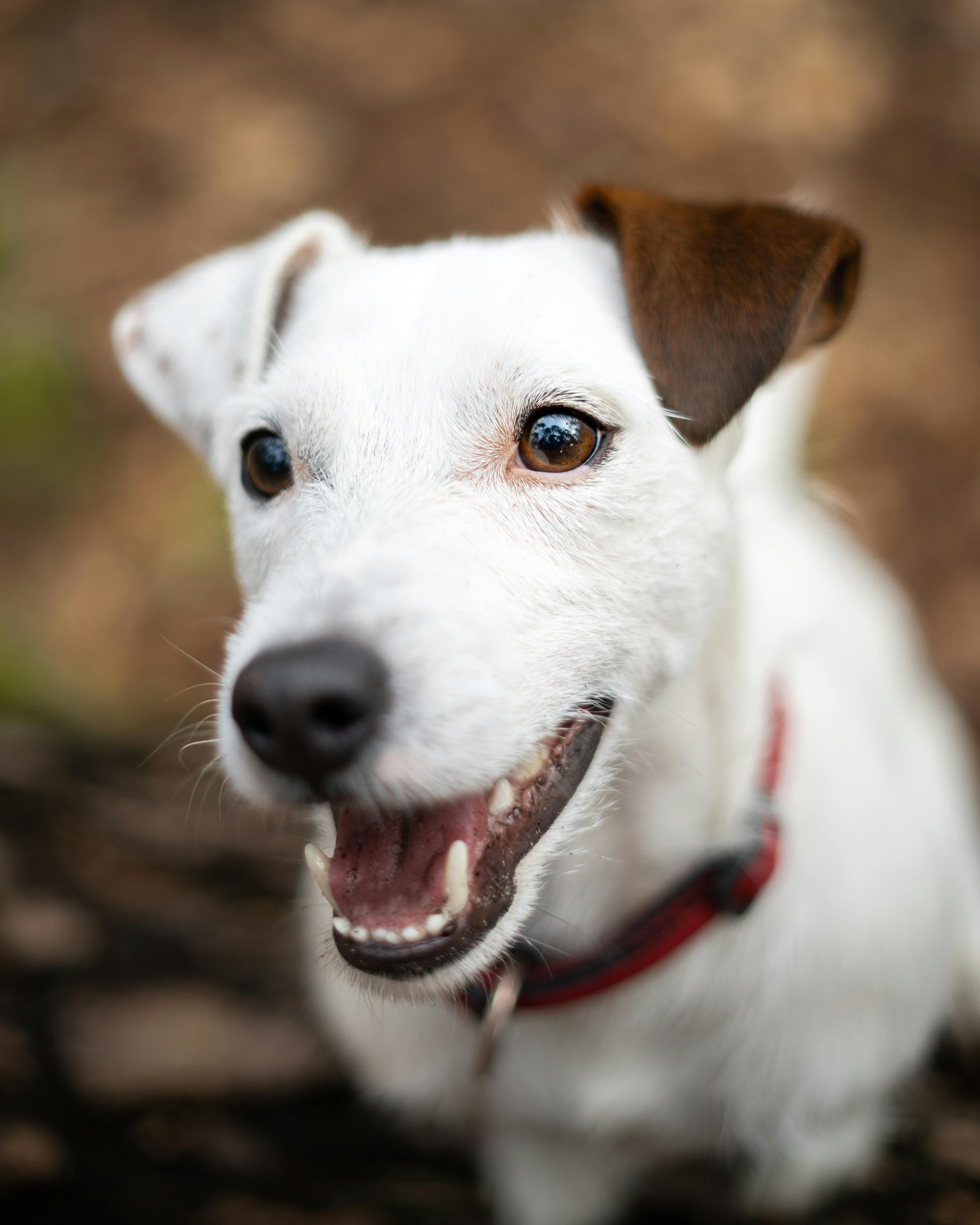 Close-up Portrait of Dog · Free Stock Photo