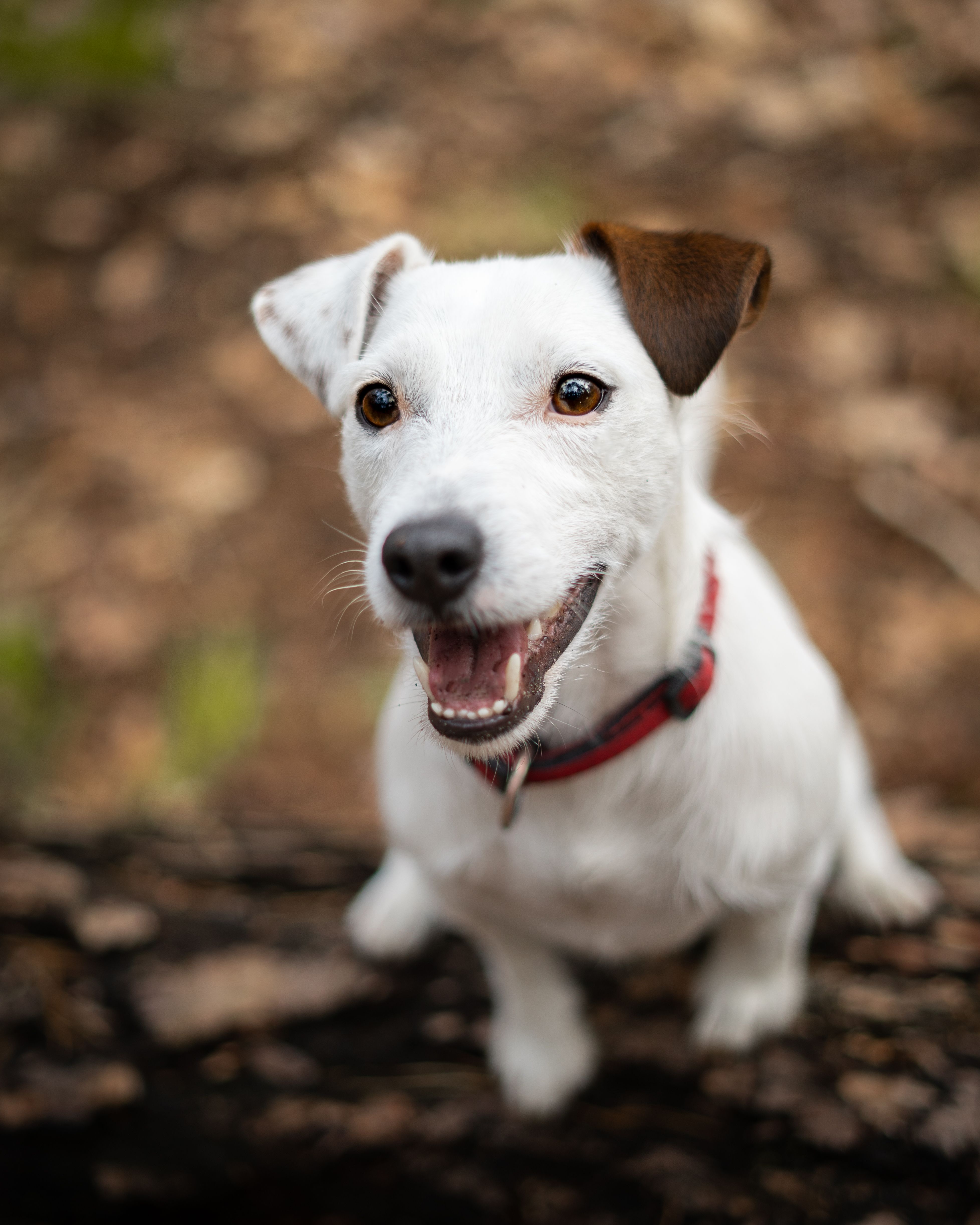Cute Dog Sitting on Wood Log in Forest · Free Stock Photo