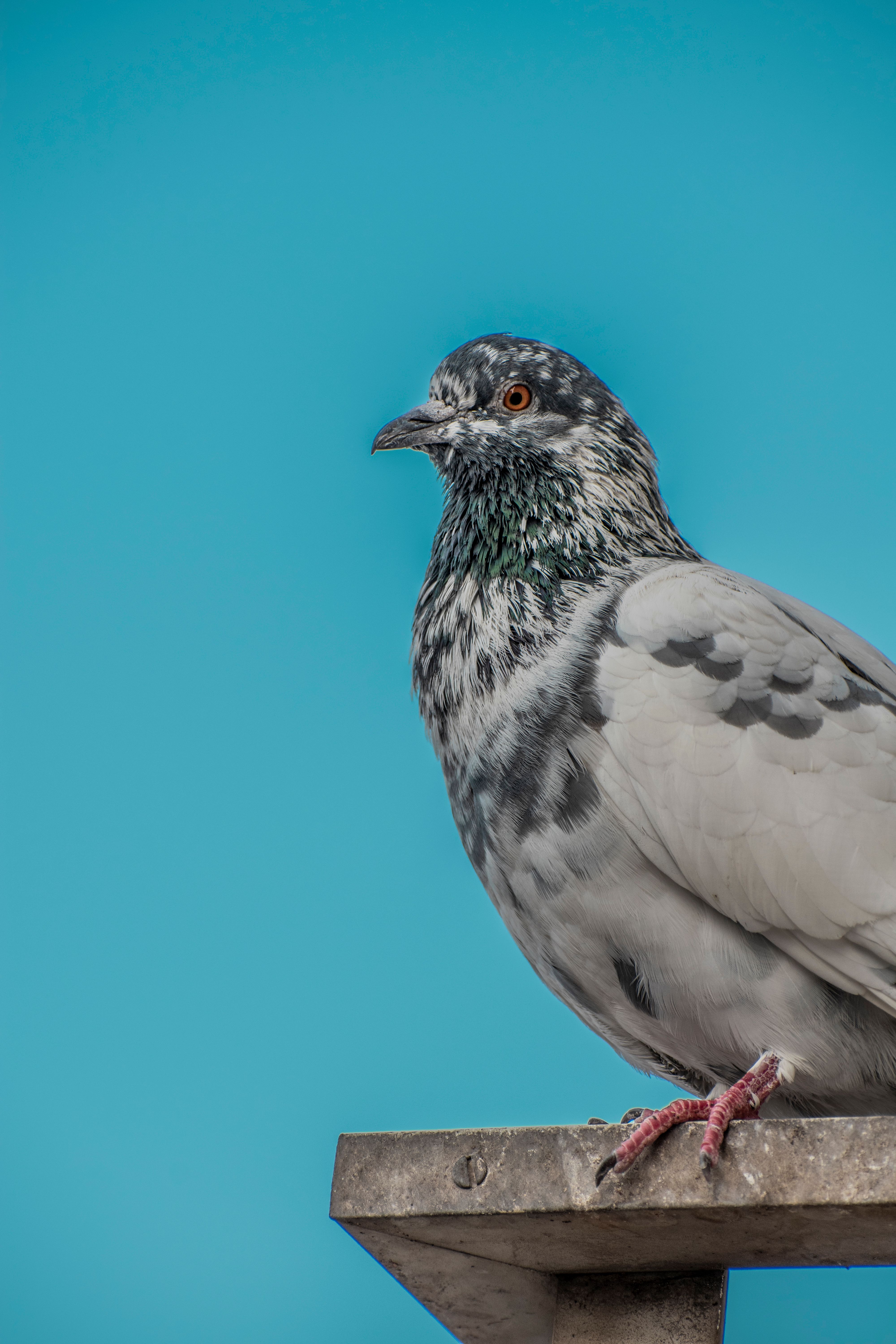 Pigeon on Blue Background · Free Stock Photo