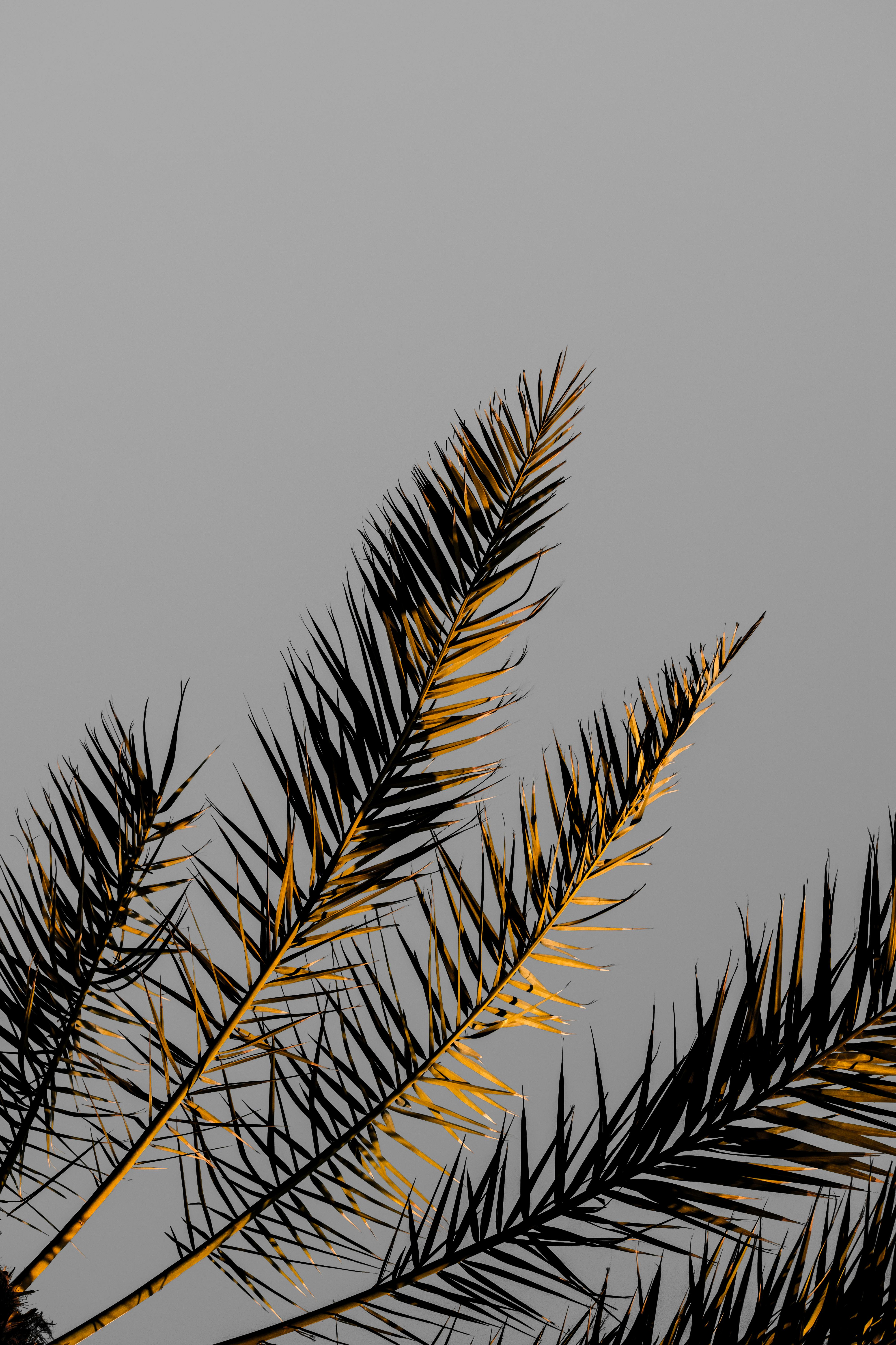 Rubber Tree Leaves Photos, Download The BEST Free Rubber Tree Leaves ...