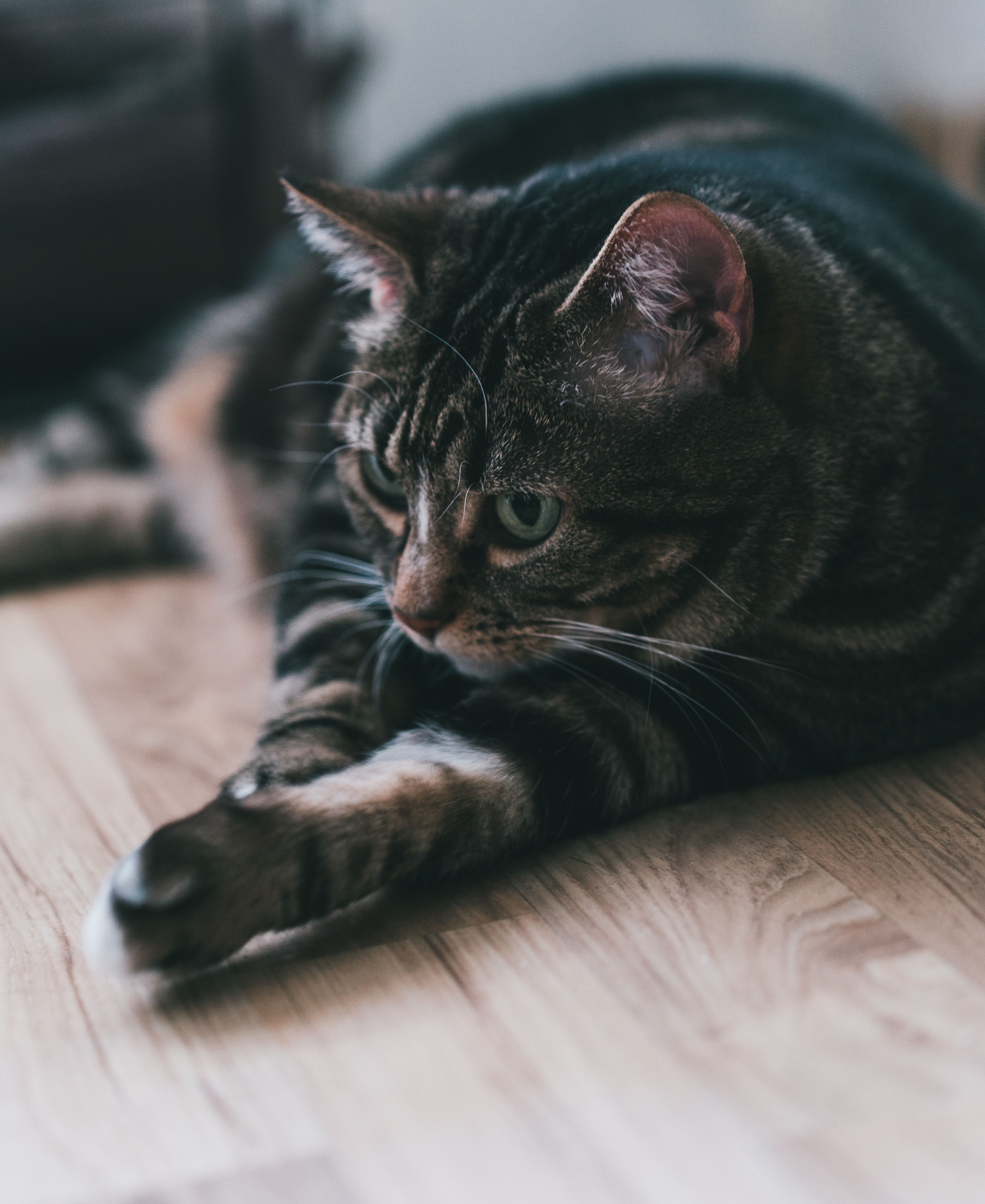 Cat Sitting on the Floor · Free Stock Photo