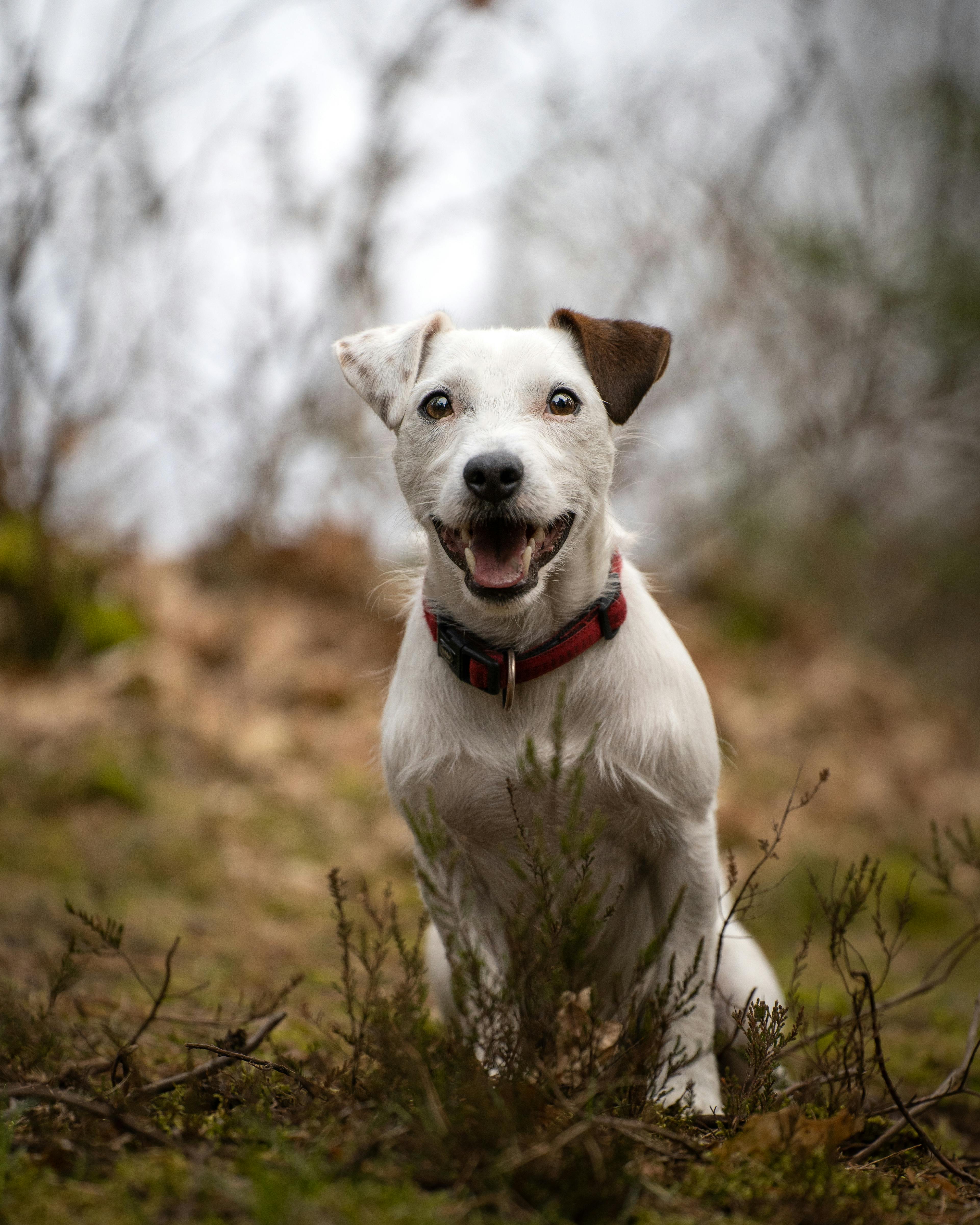 Close-up Portrait of Dog · Free Stock Photo