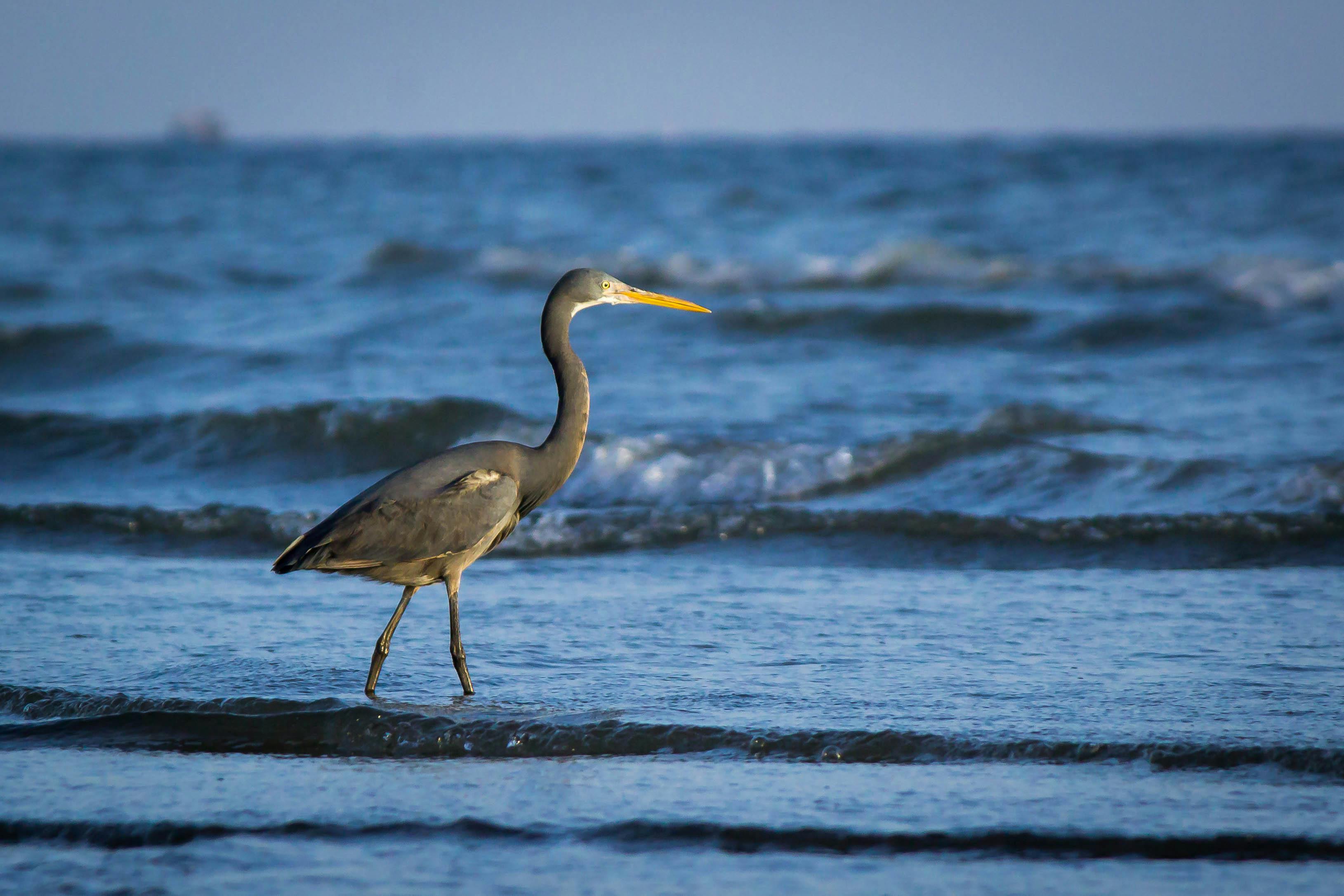 Blender Waves Photos, Download The BEST Free Blender Waves Stock Photos ...