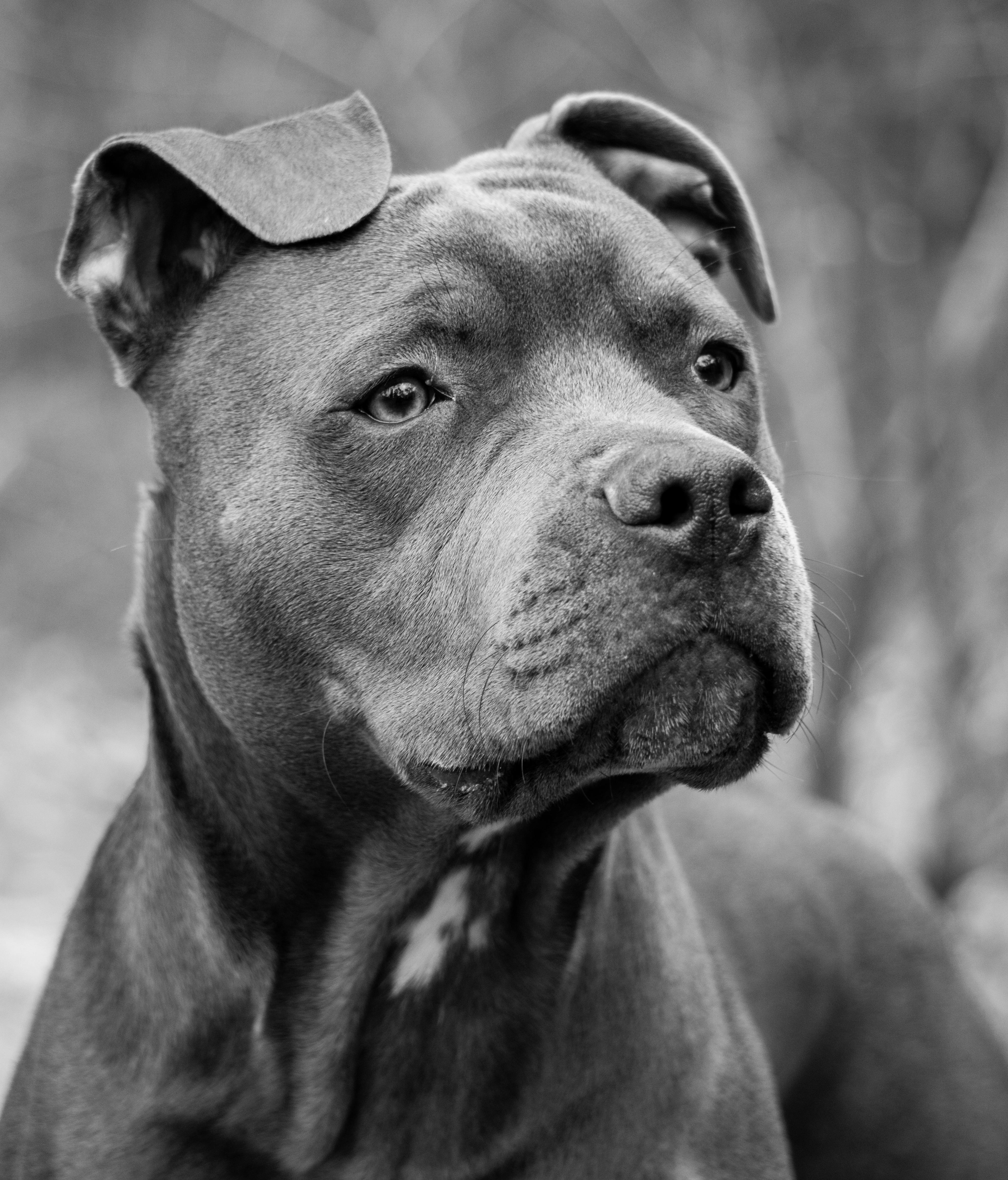 Mastiff Photos, Download The BEST Free Mastiff Stock Photos & HD Images