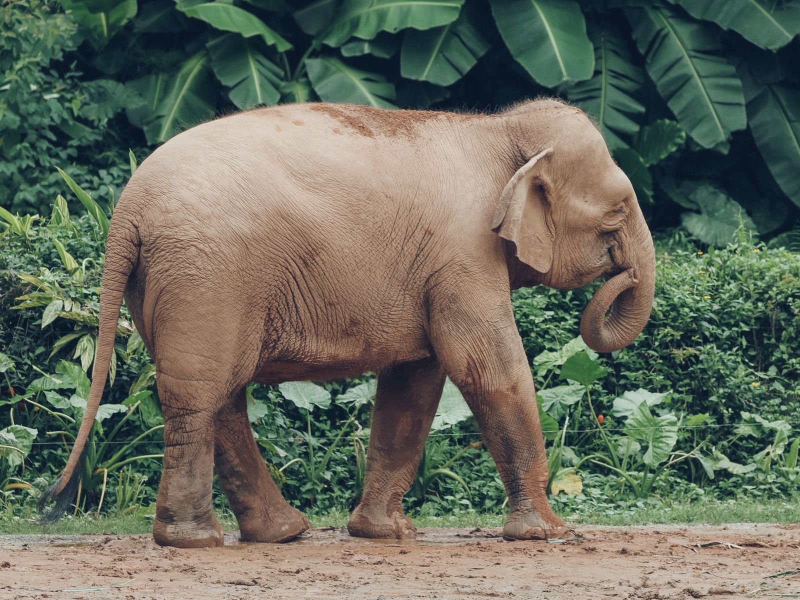 Elephant Side View Photos, Download The BEST Free Elephant Side View ...