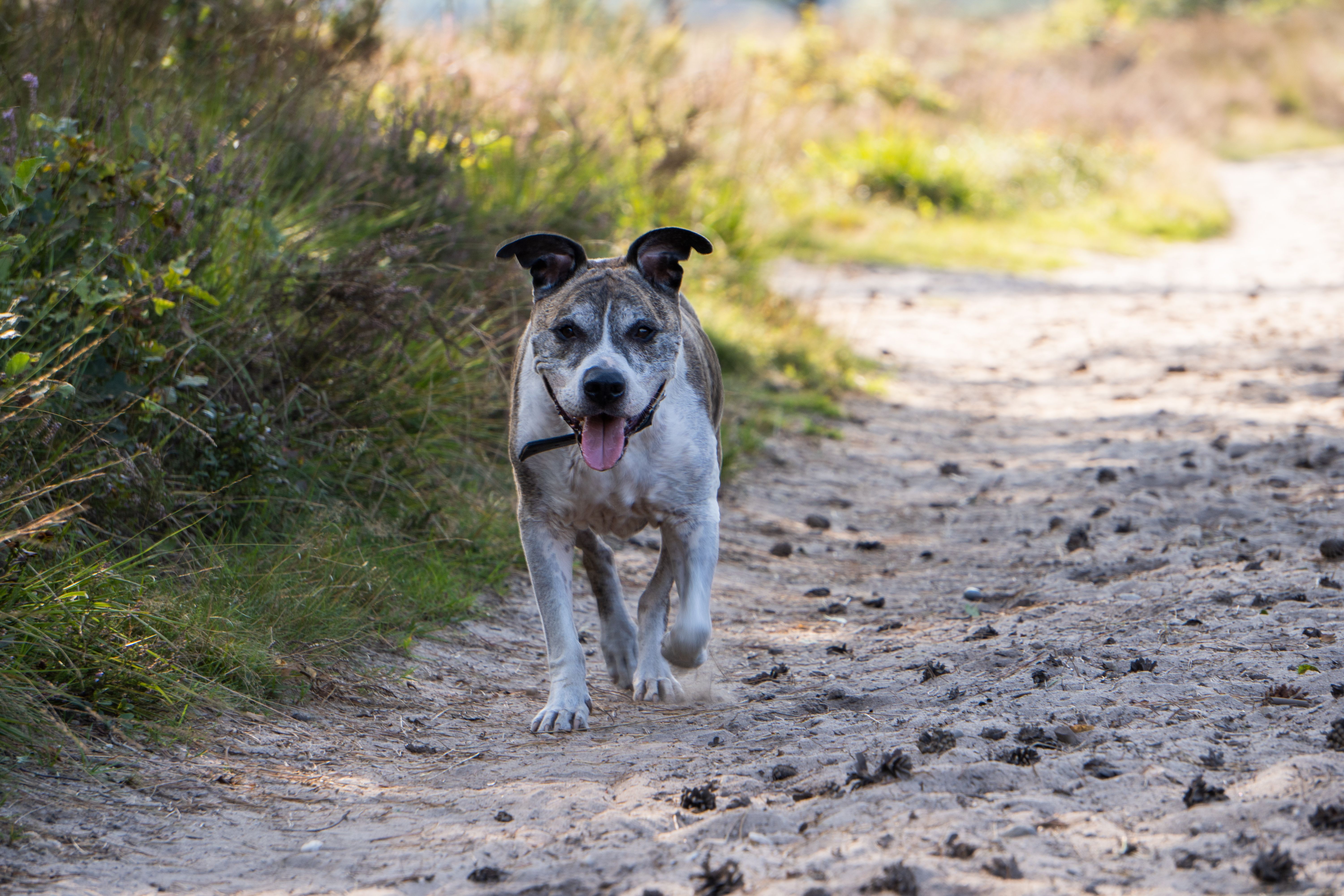 Dog Wallpaper Photos, Download The BEST Free Dog Wallpaper Stock Photos ...