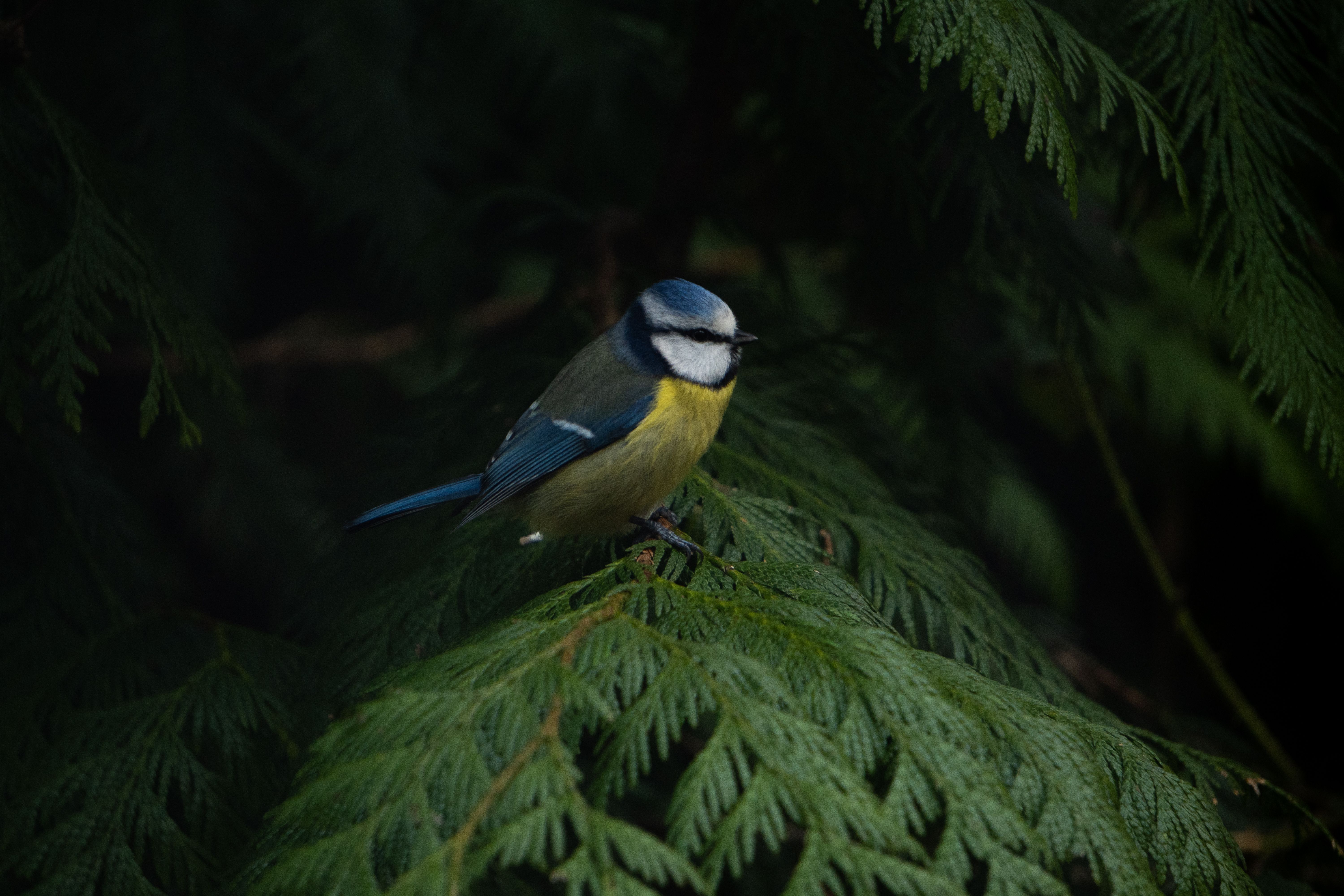 Bird Wallpaper Photos, Download The BEST Free Bird Wallpaper Stock ...