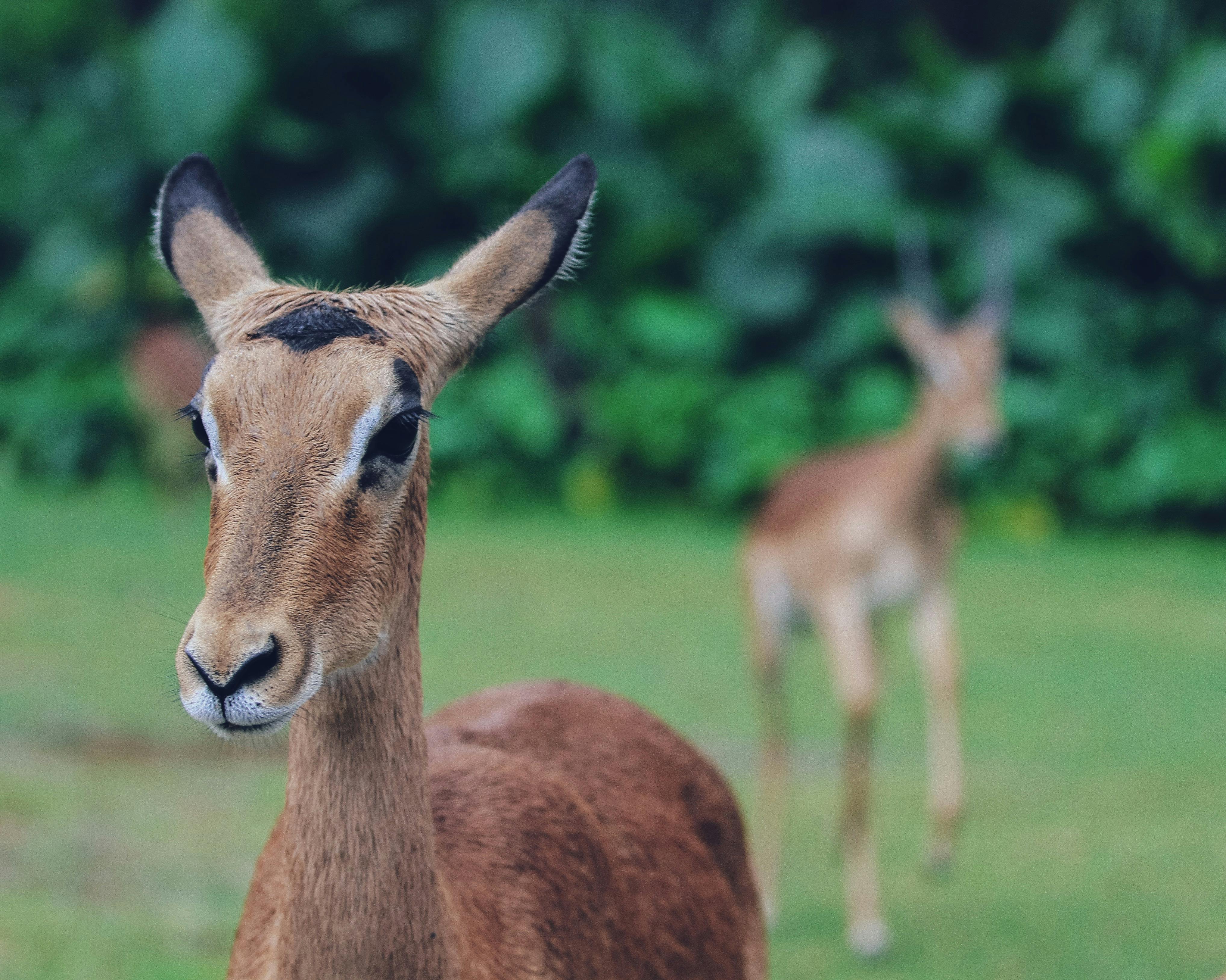 Close-Up Photography of Brown and White Striped Deer · Free Stock Photo