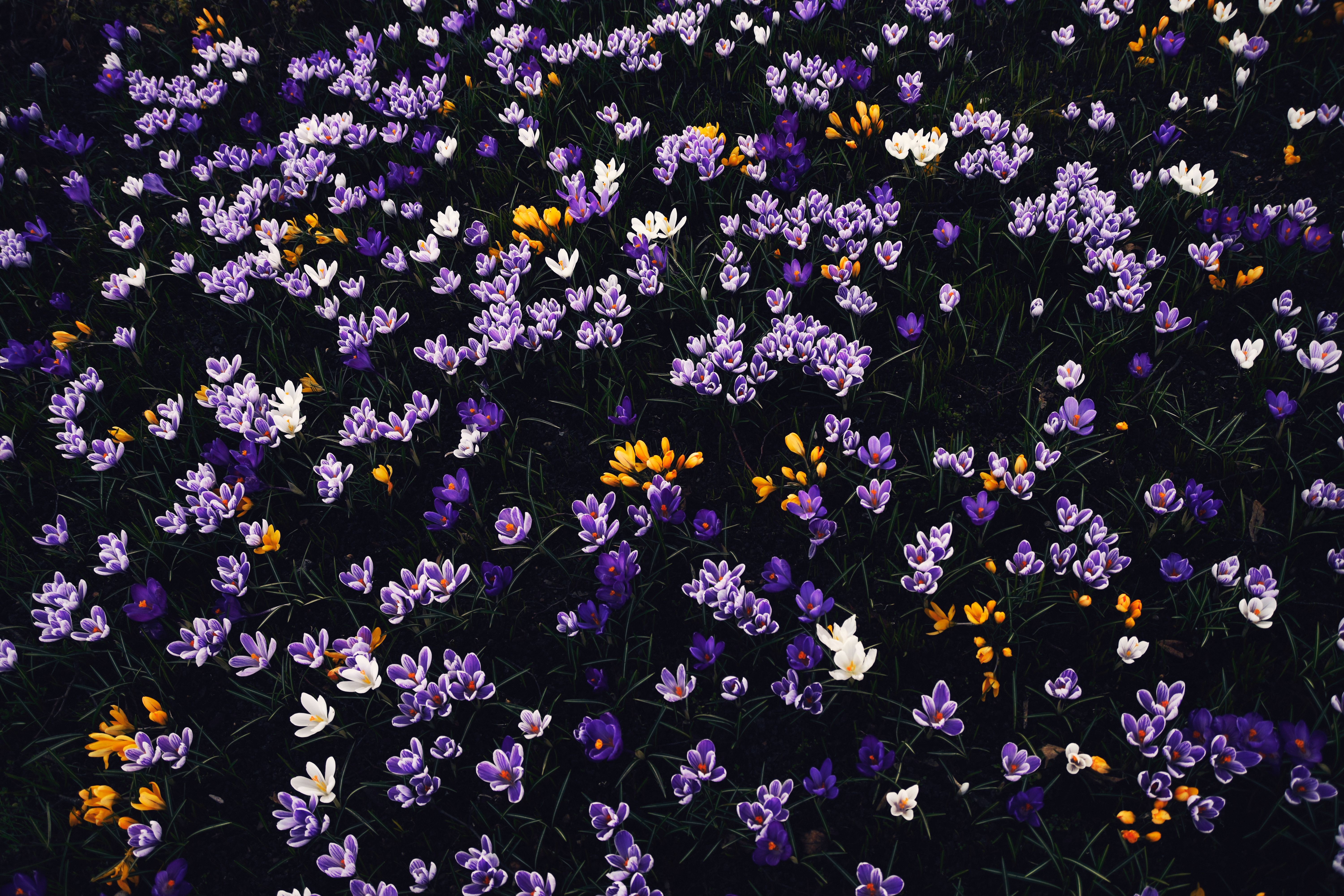 Field of Crocus Flowers · Free Stock Photo