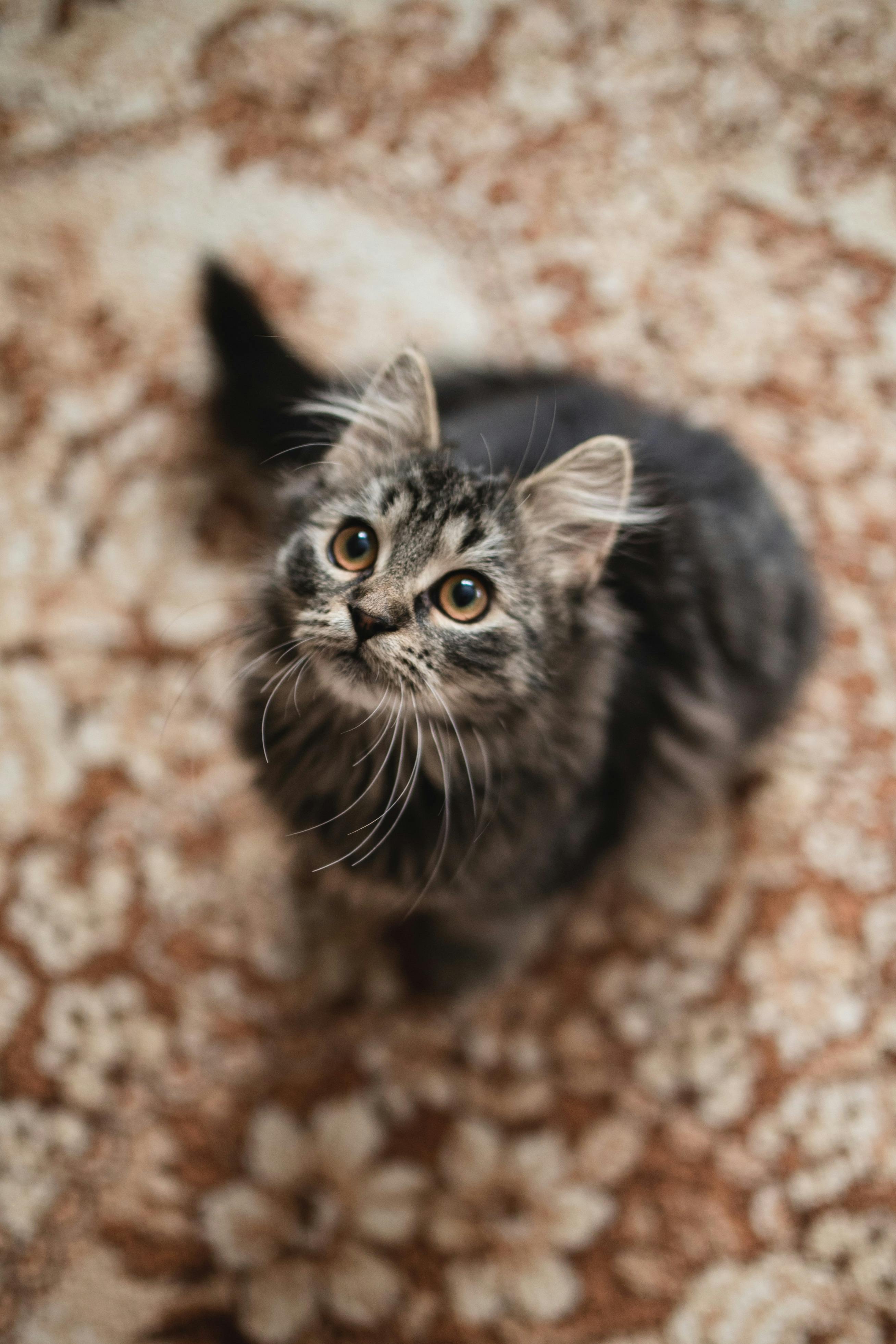 Black Gray and White Tabby Cat Resting in Brown Red Black and White Rug ...