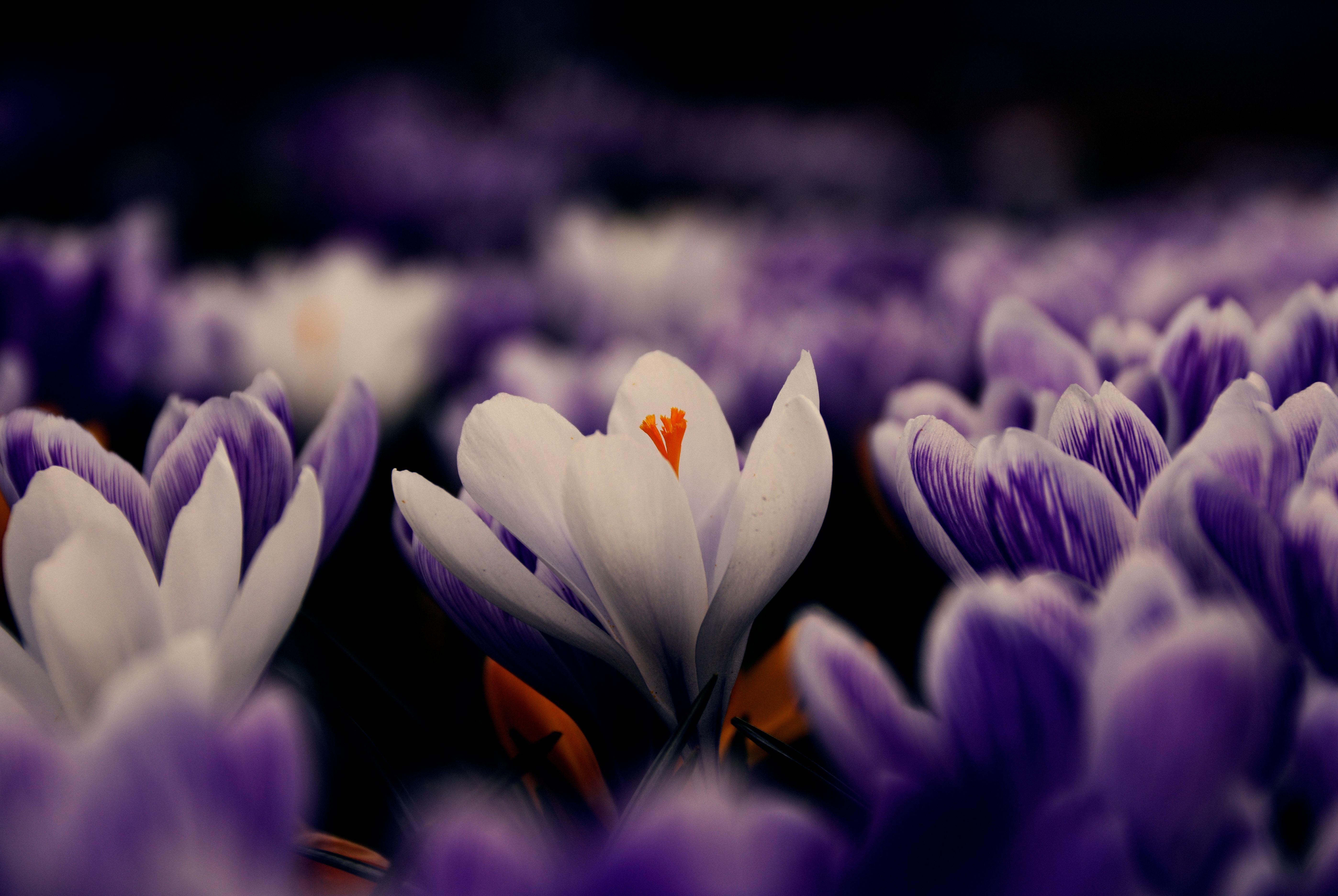 Close-up Photo of a Single Blue Flower · Free Stock Photo
