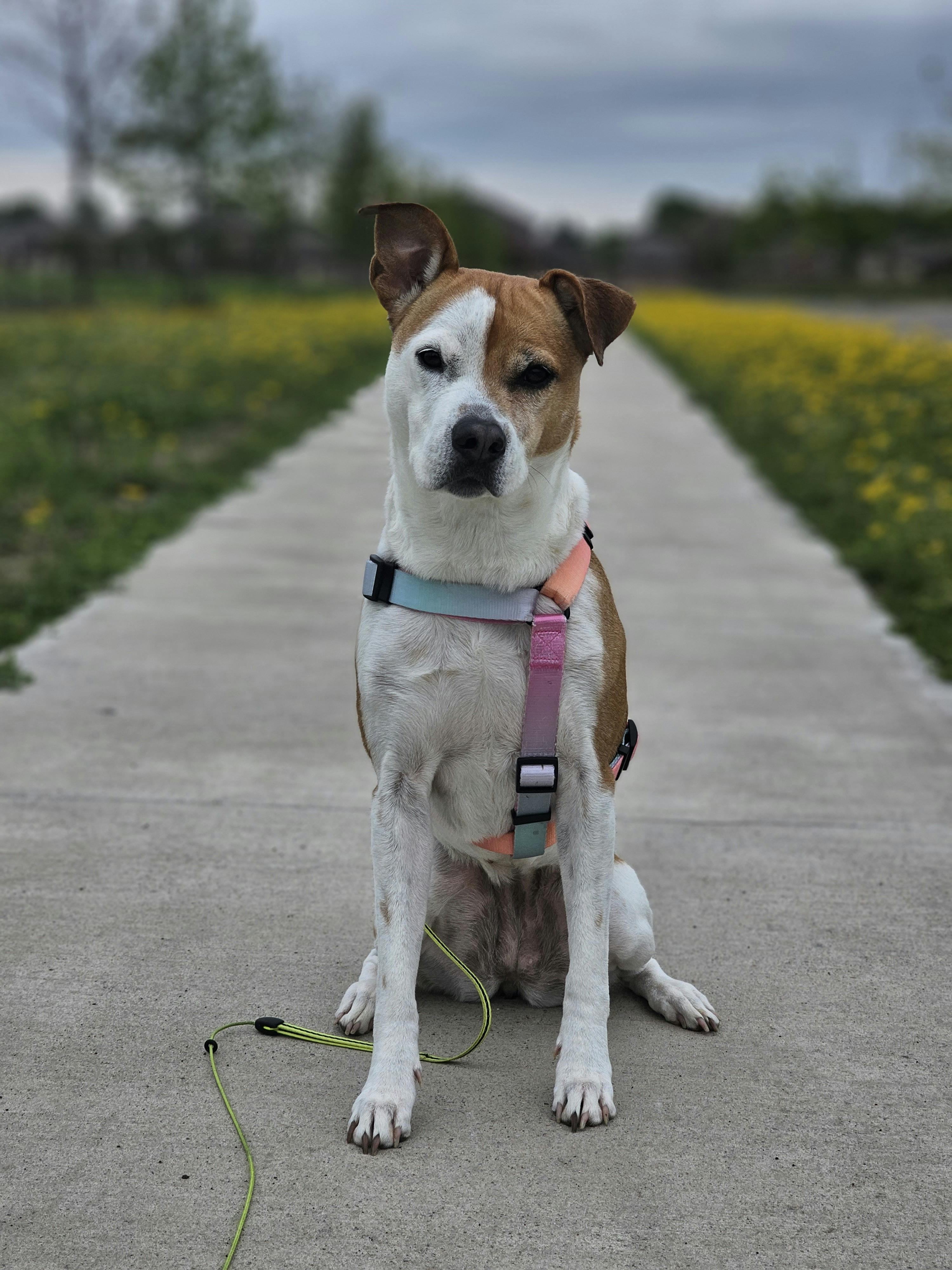 Dog Holding a Leash in a Park · Free Stock Photo