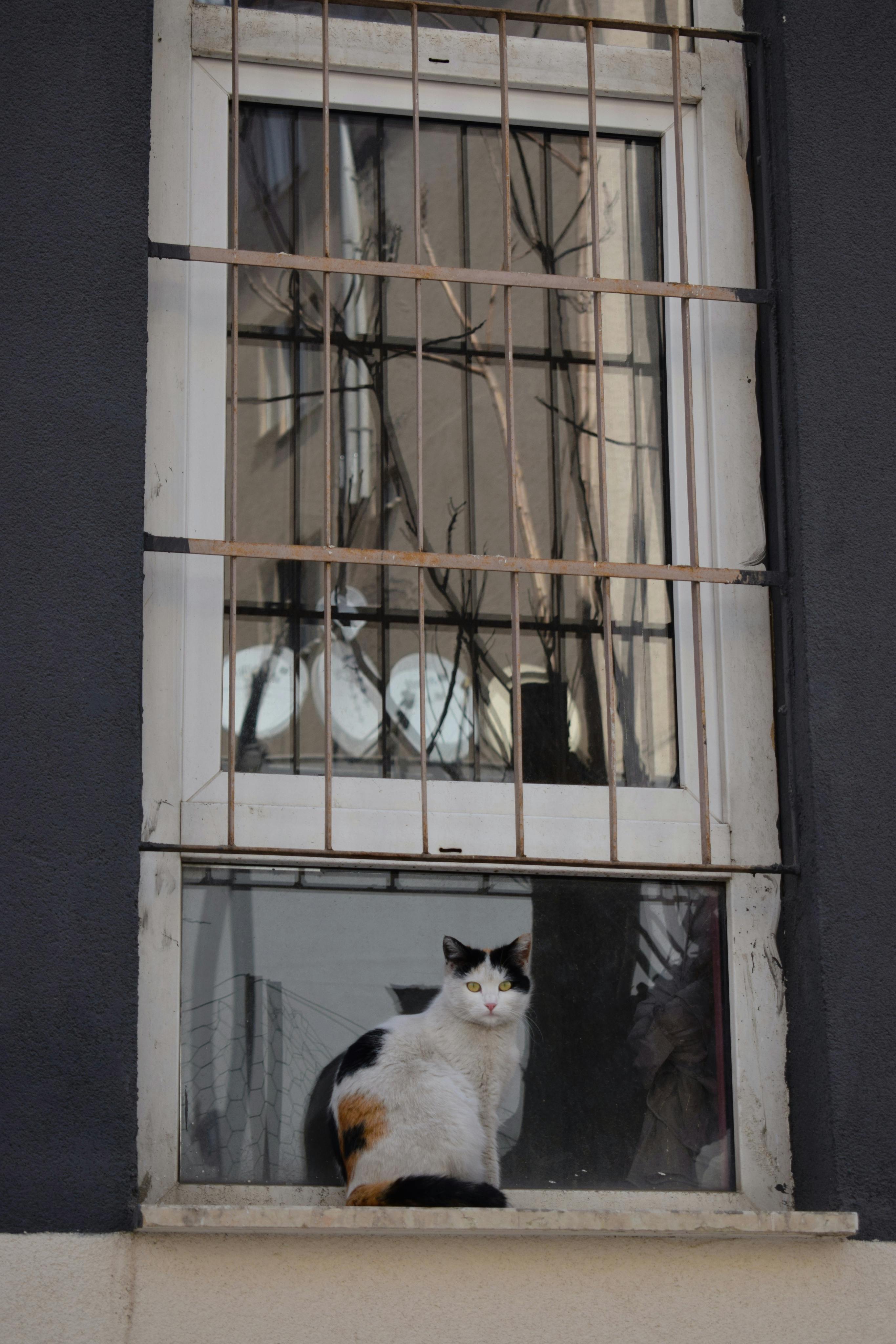 Cat Sitting in a Window · Free Stock Photo