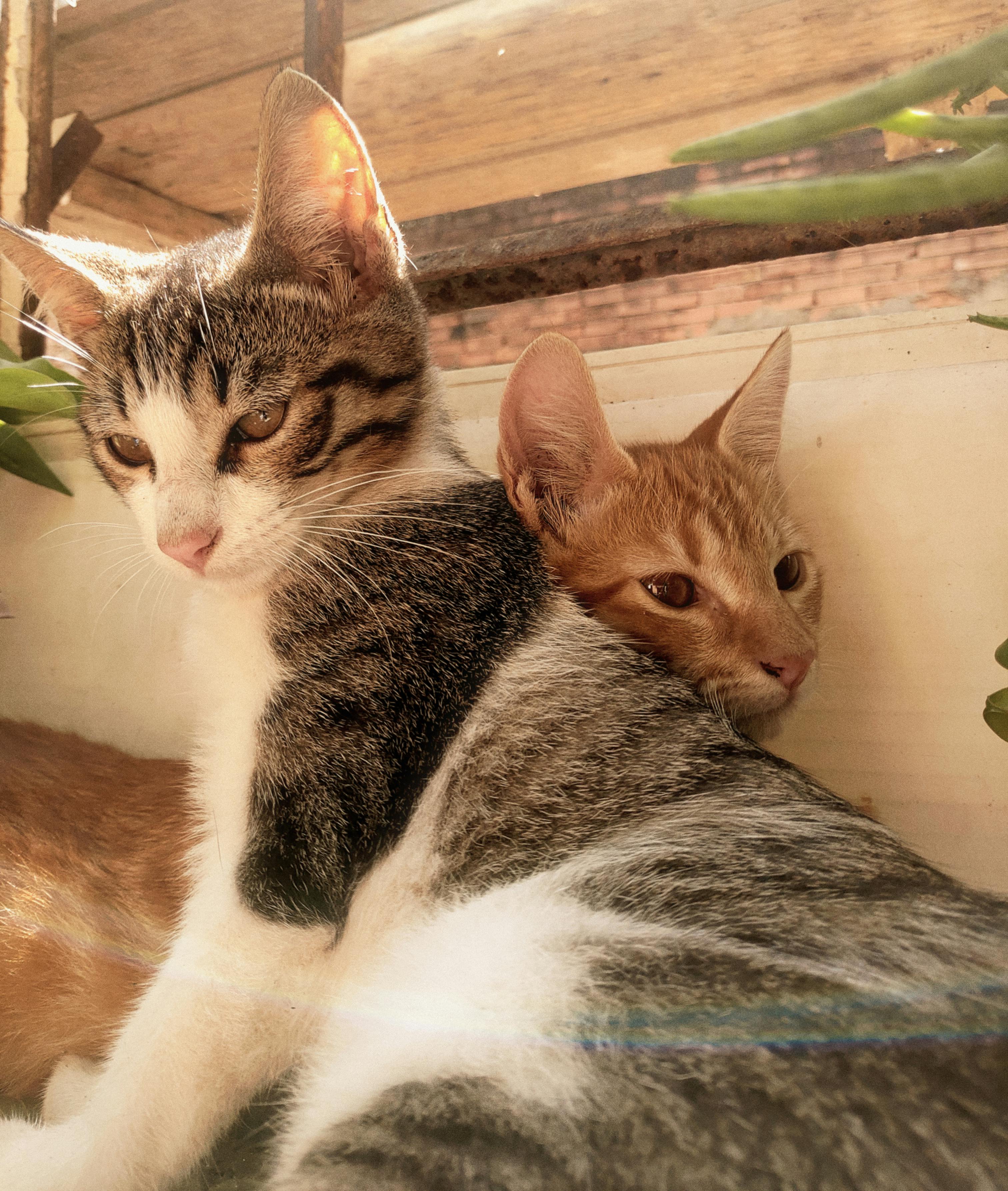 Two Cats Sitting · Free Stock Photo