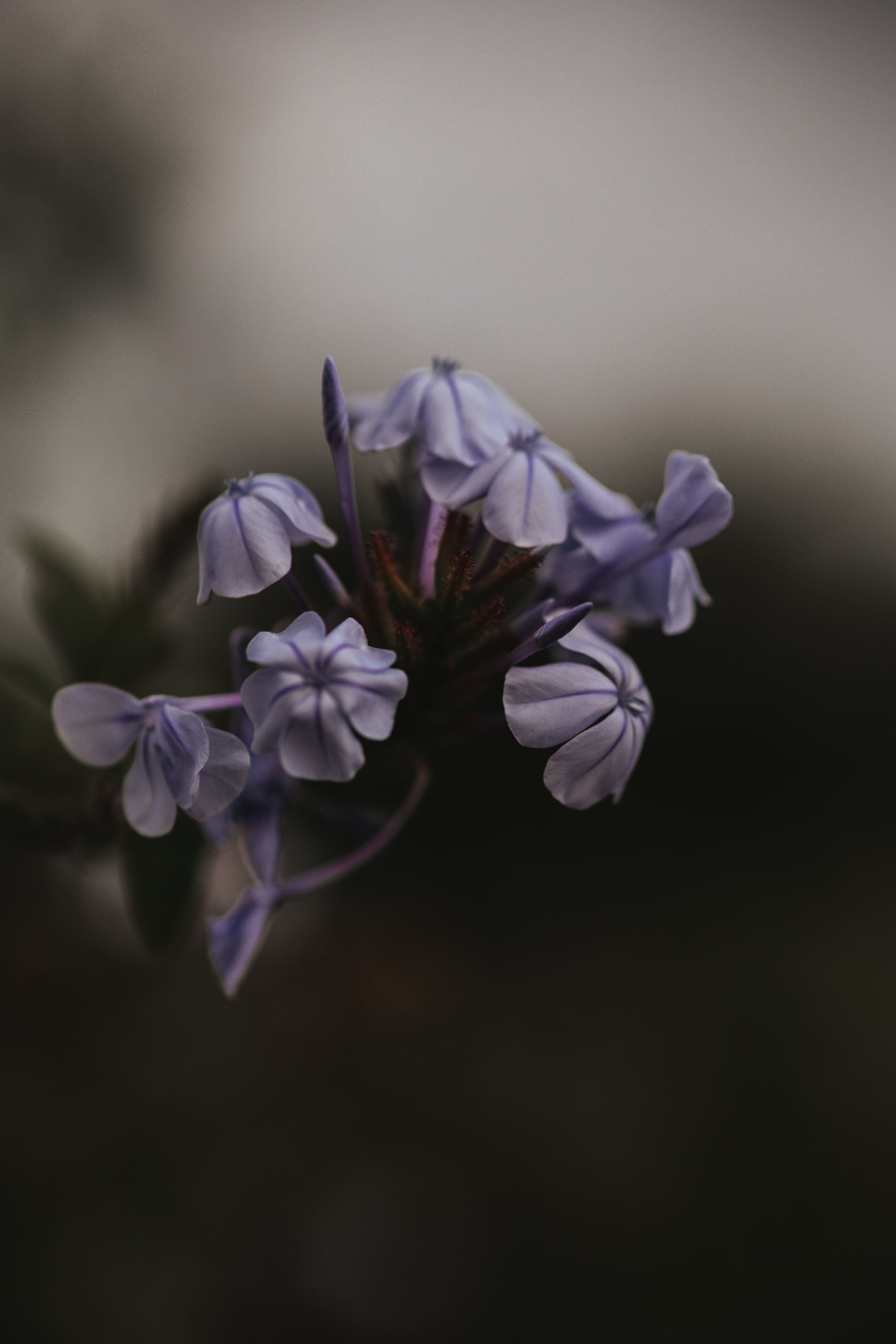 Close up of a Texas Bluebell · Free Stock Photo