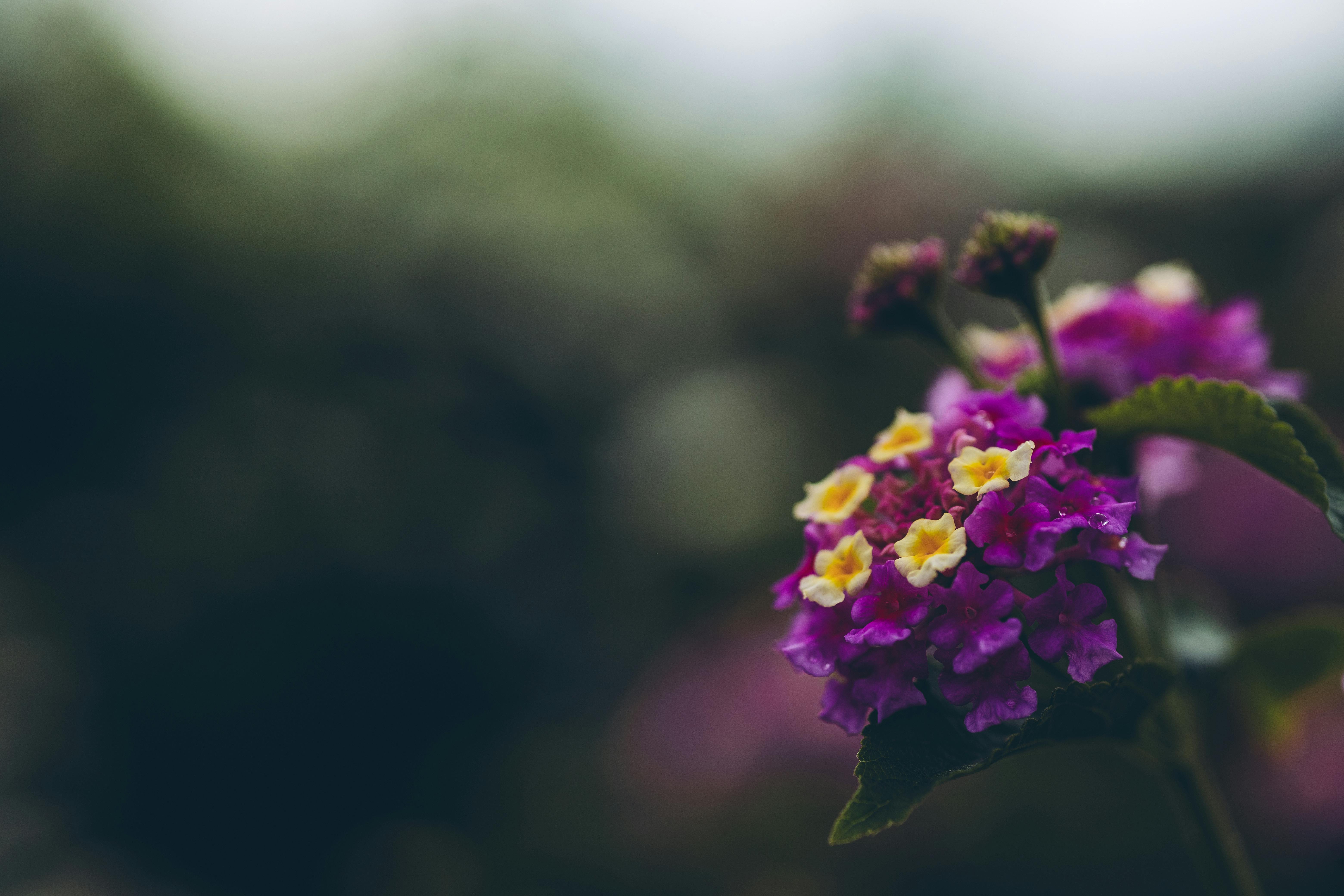 Close-up of Purple Lantana Flowers · Free Stock Photo