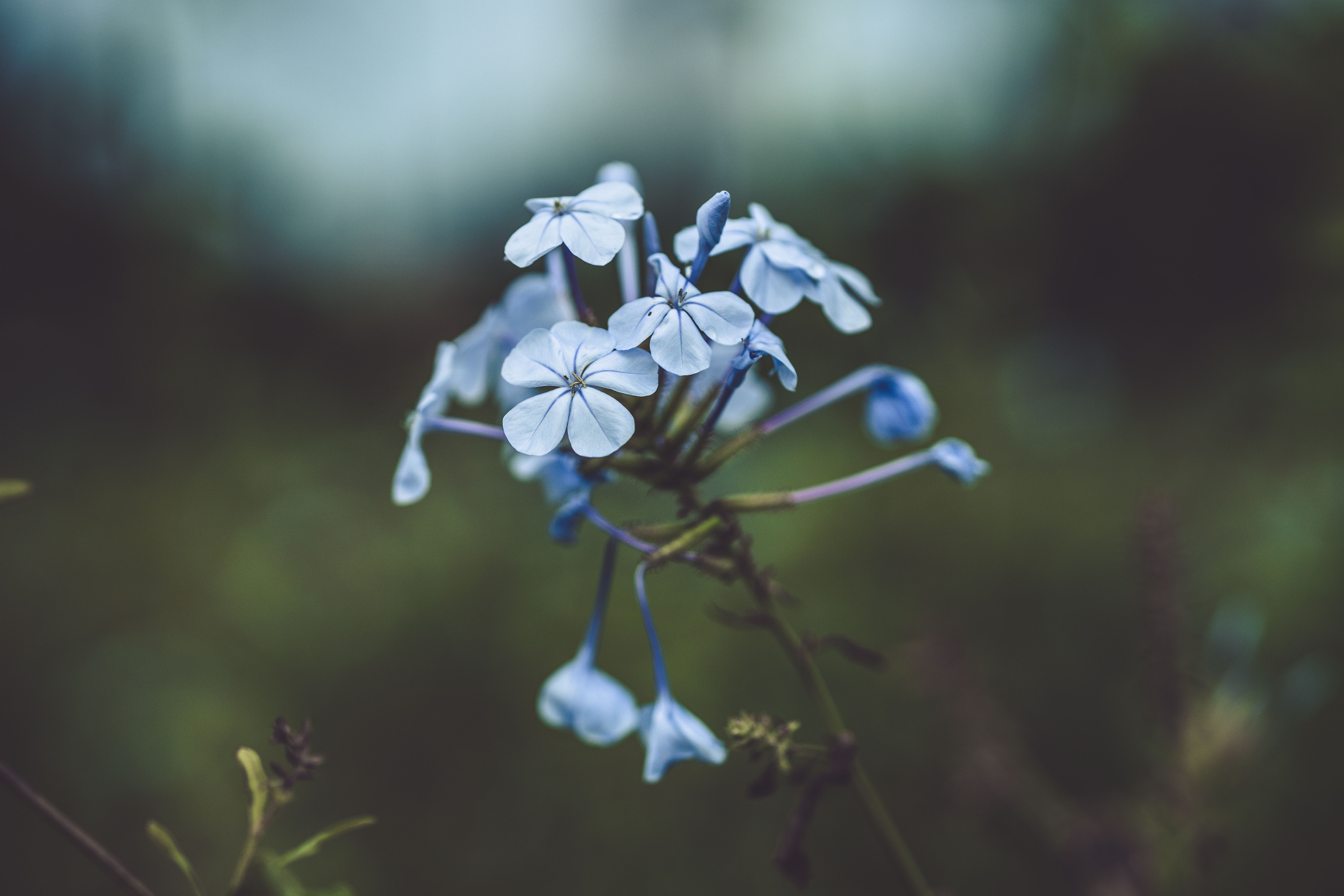 Close-up of a Delicate White Flower · Free Stock Photo
