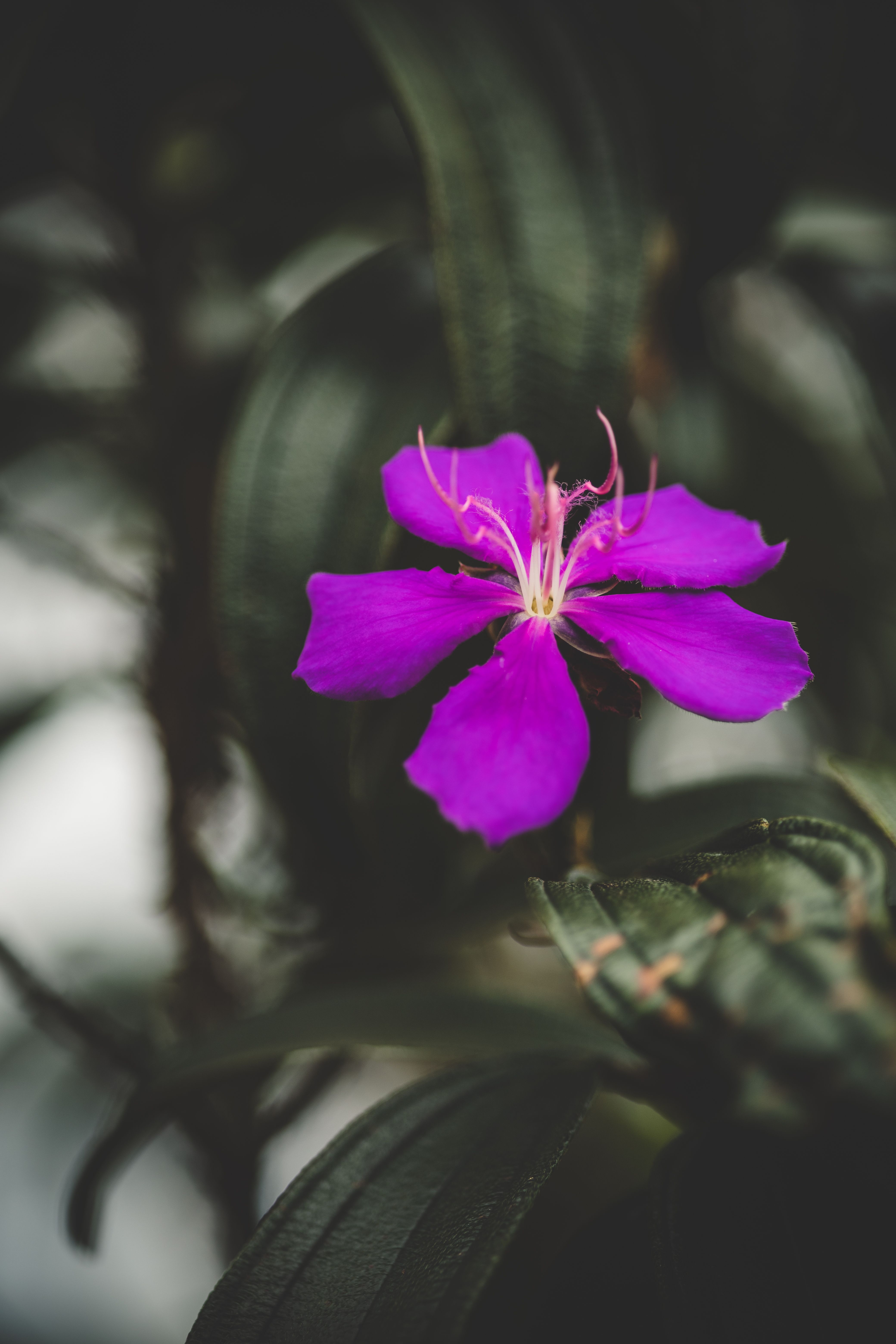 Close-up of Pink Flowers · Free Stock Photo