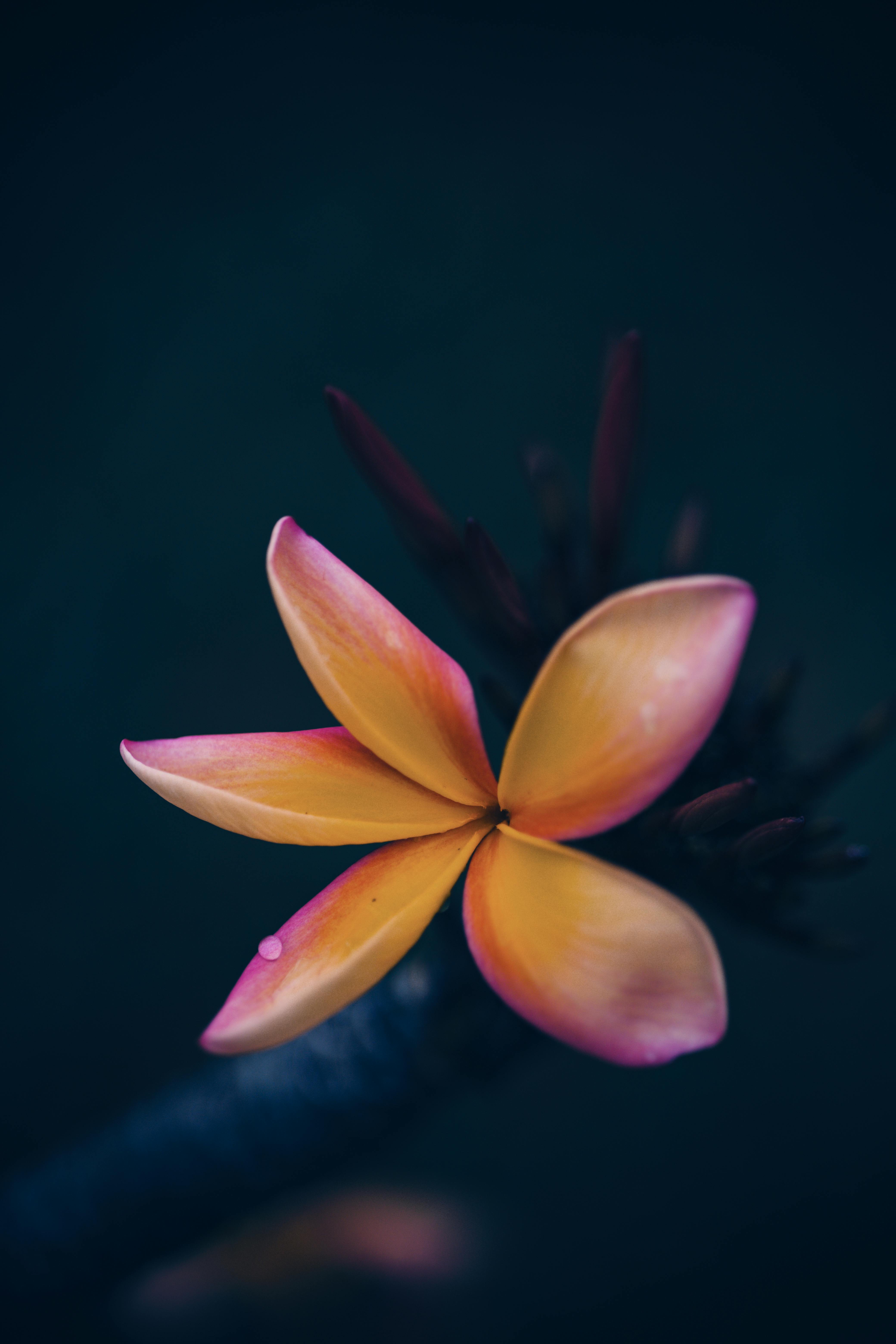 Close up of a Plant · Free Stock Photo