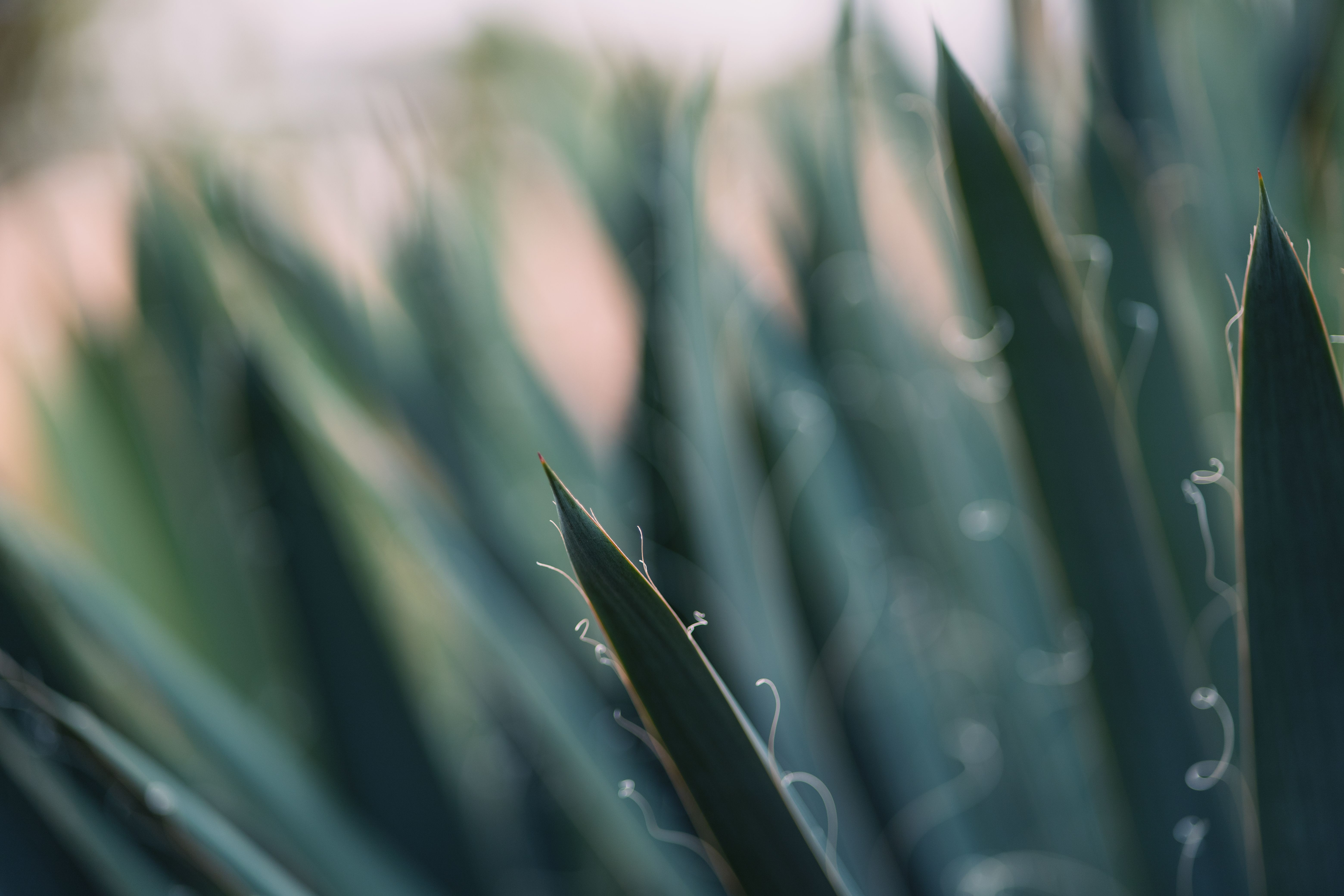 Agave Plant Closeup Photos, Download The BEST Free Agave Plant Closeup ...