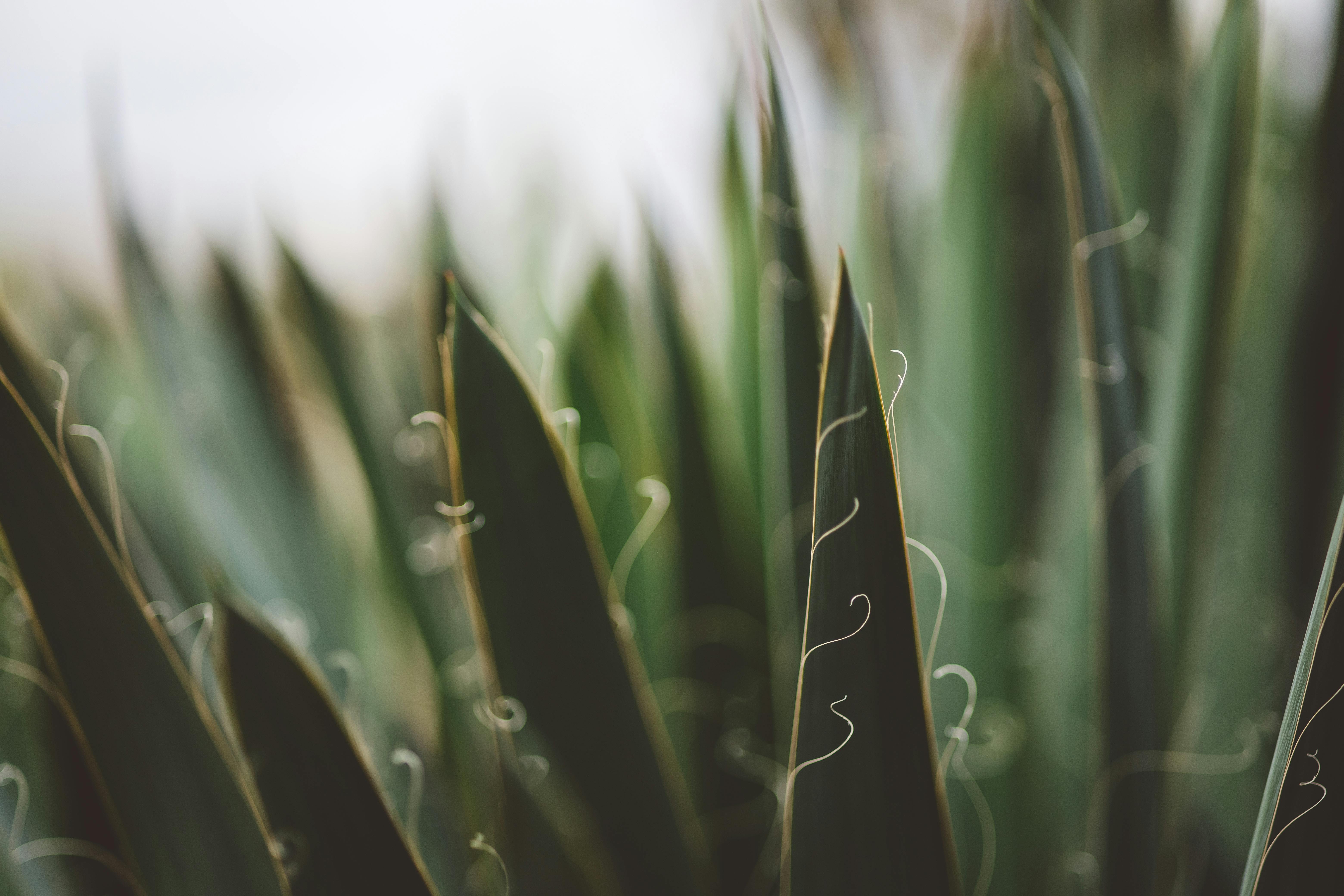 Long Plants Photos, Download The BEST Free Long Plants Stock Photos ...