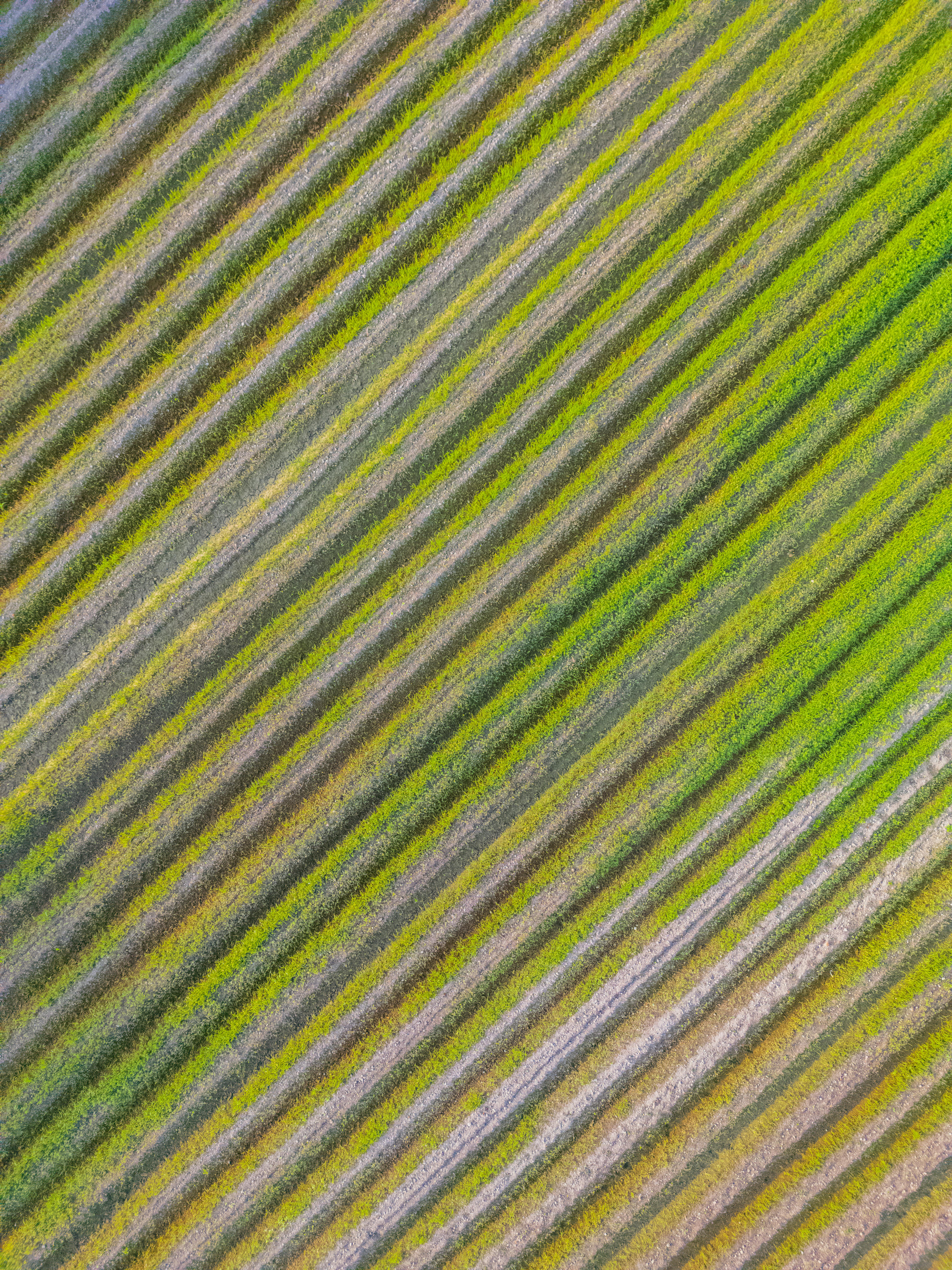Birds Eye View of an Agricultural Field · Free Stock Photo