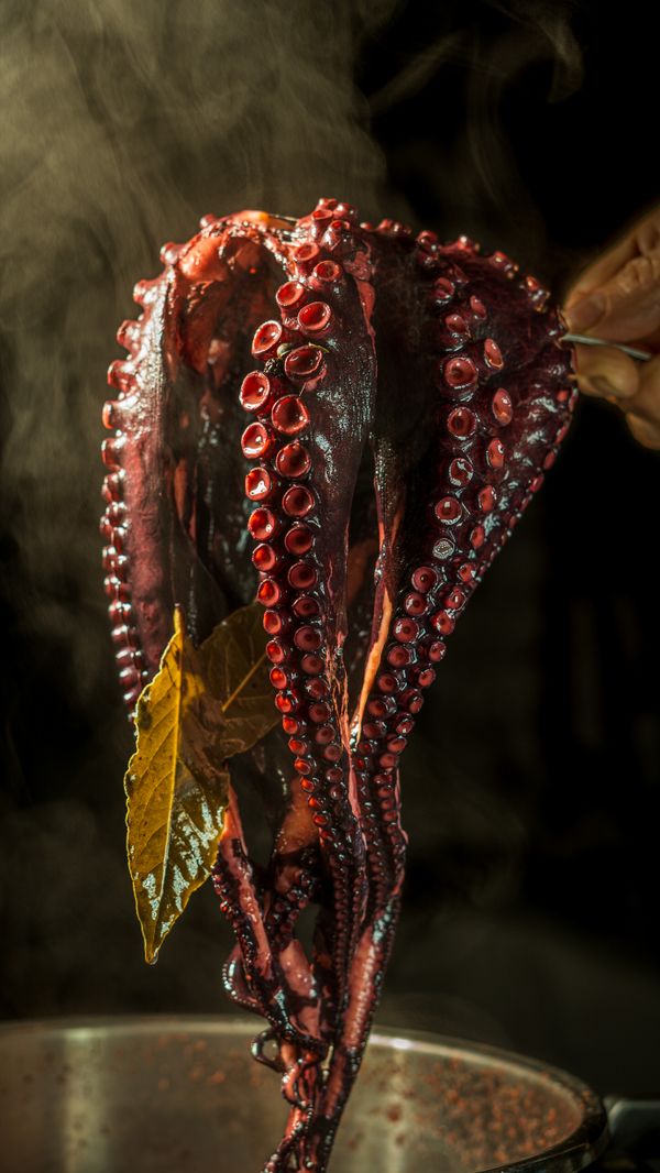 Octopus Photos, Download The BEST Free Octopus Stock Photos & HD Images