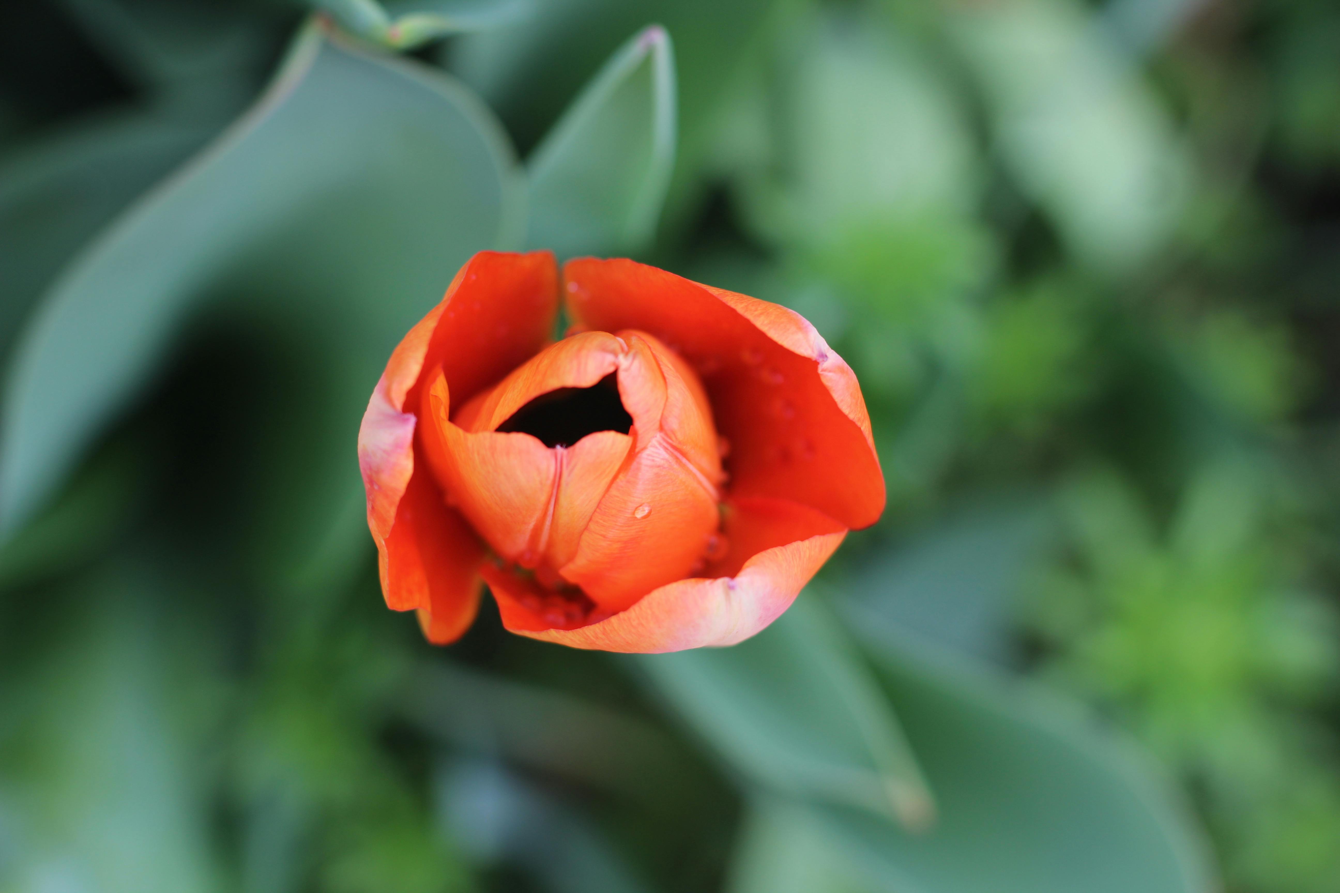 Close up of a Bud · Free Stock Photo