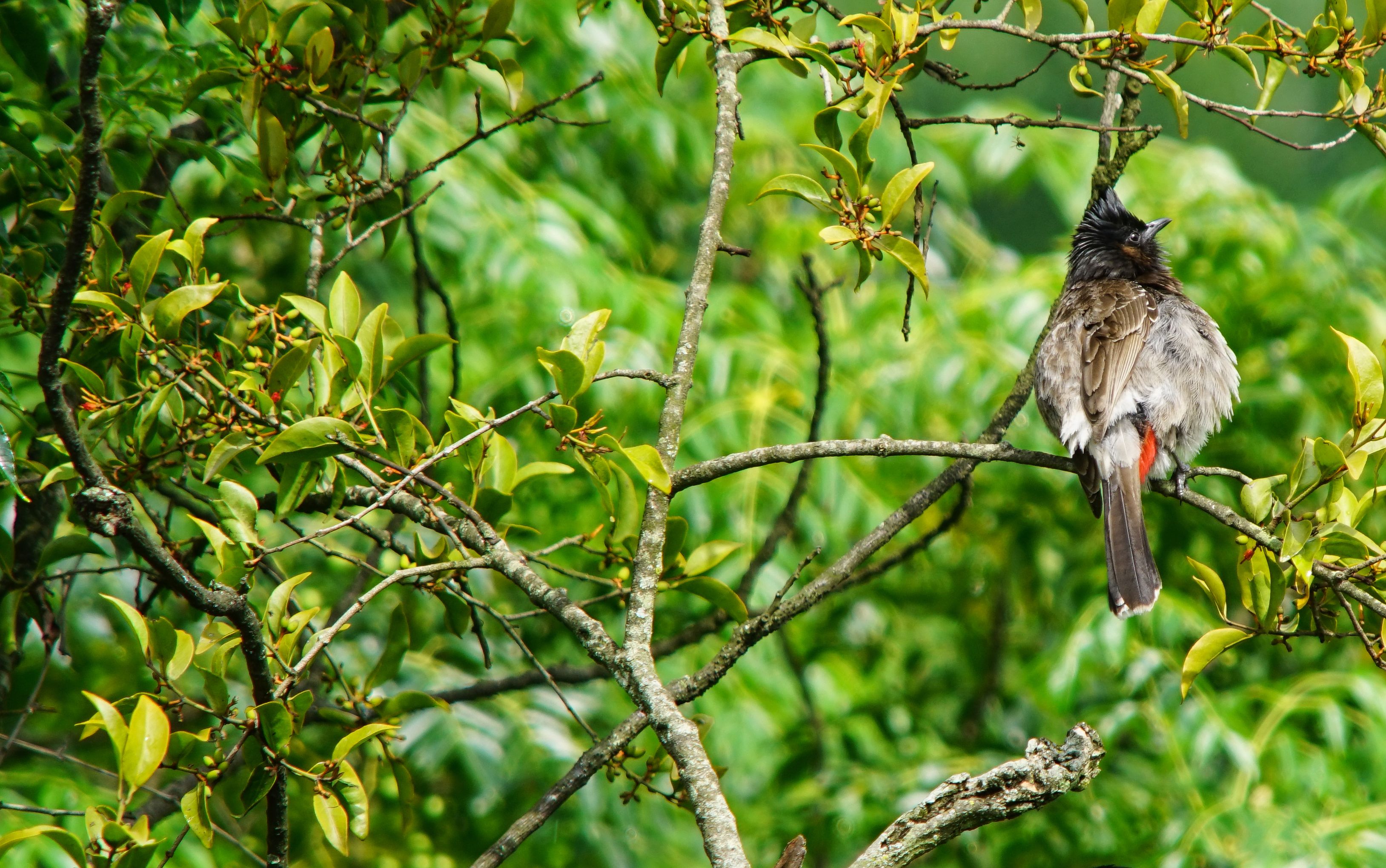 Nepalese Forest Photos, Download The BEST Free Nepalese Forest Stock ...