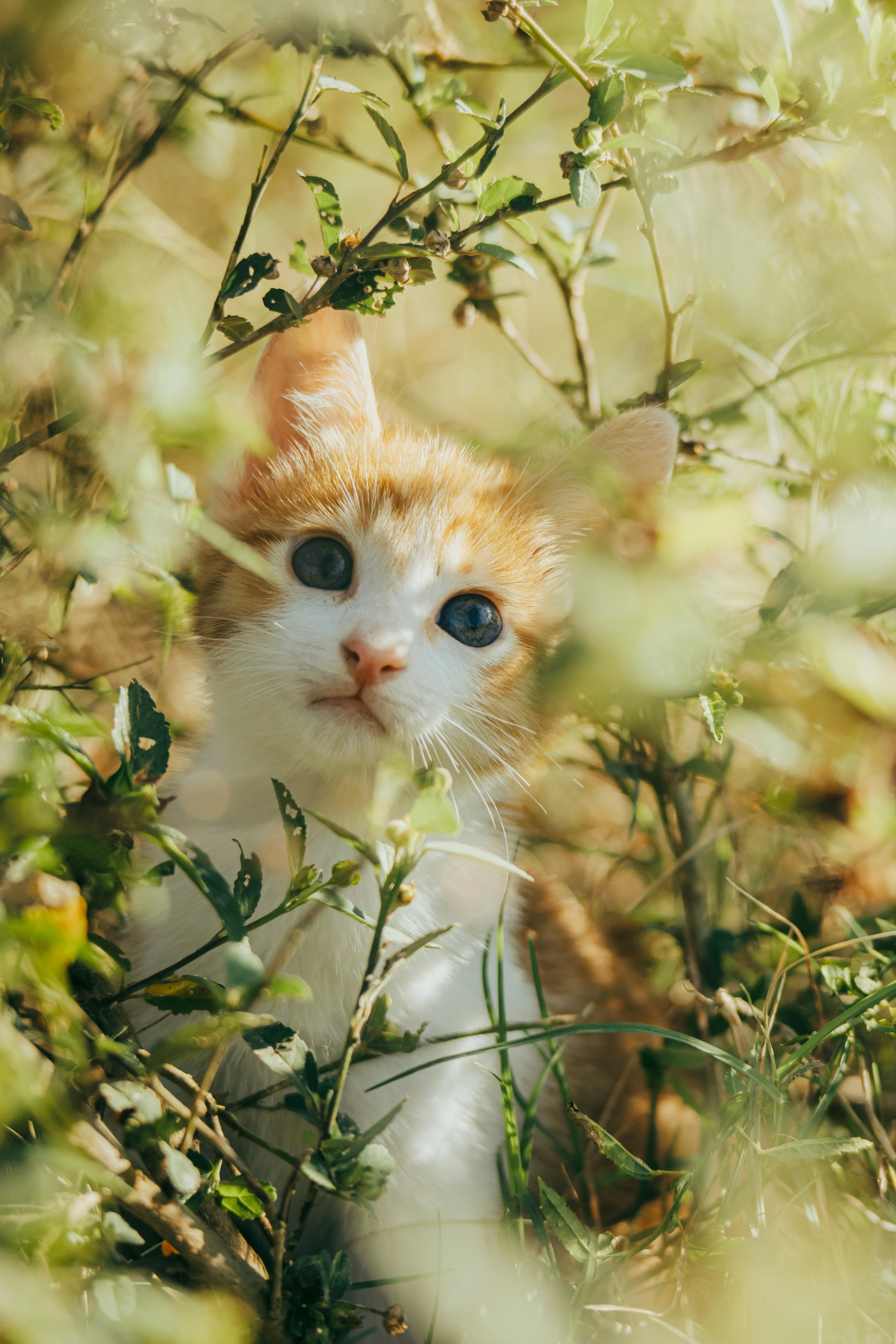 Kitten behind Leaves · Free Stock Photo