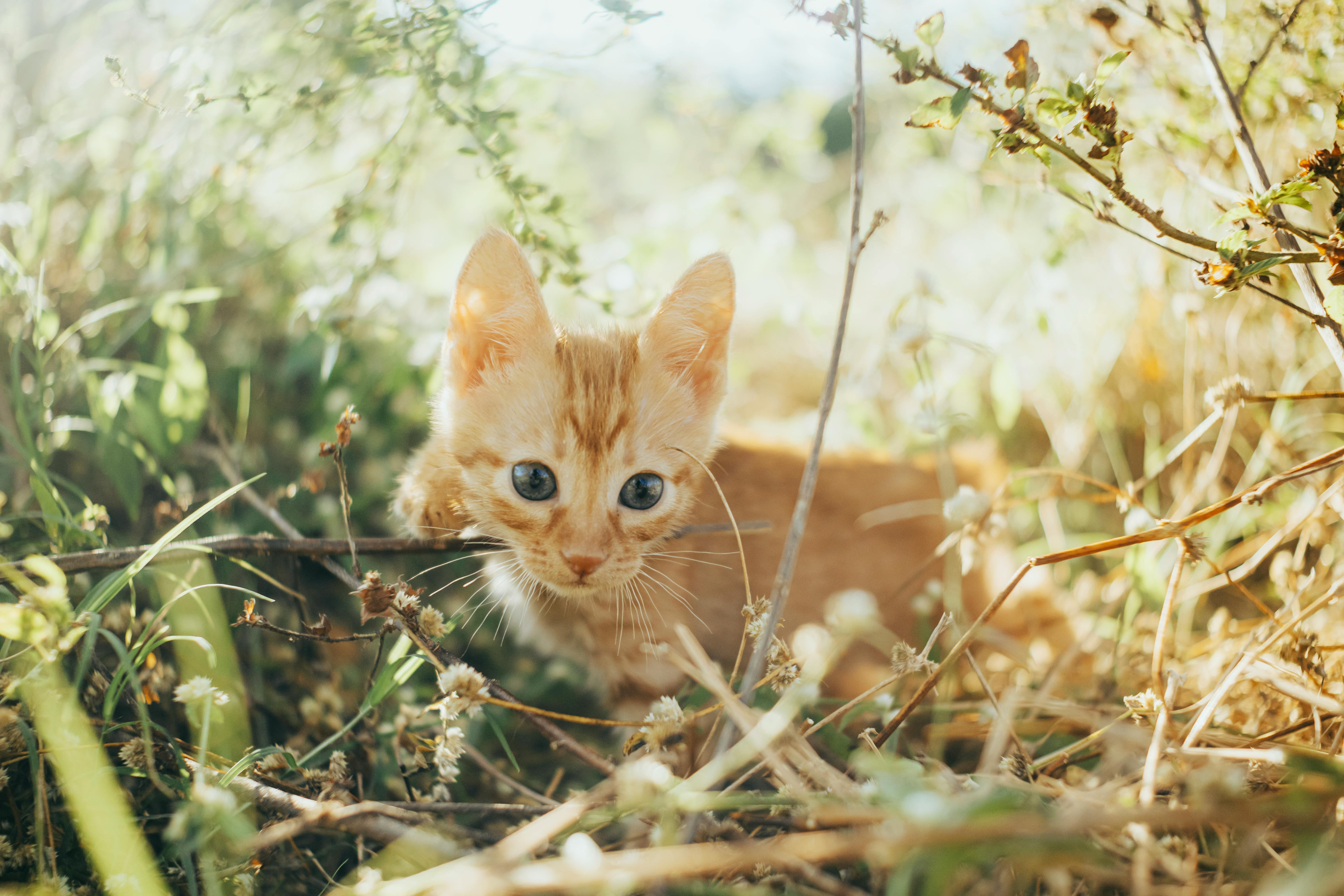 4k Animated Cat Wallpaper Photos, Download The BEST Free 4k Animated ...