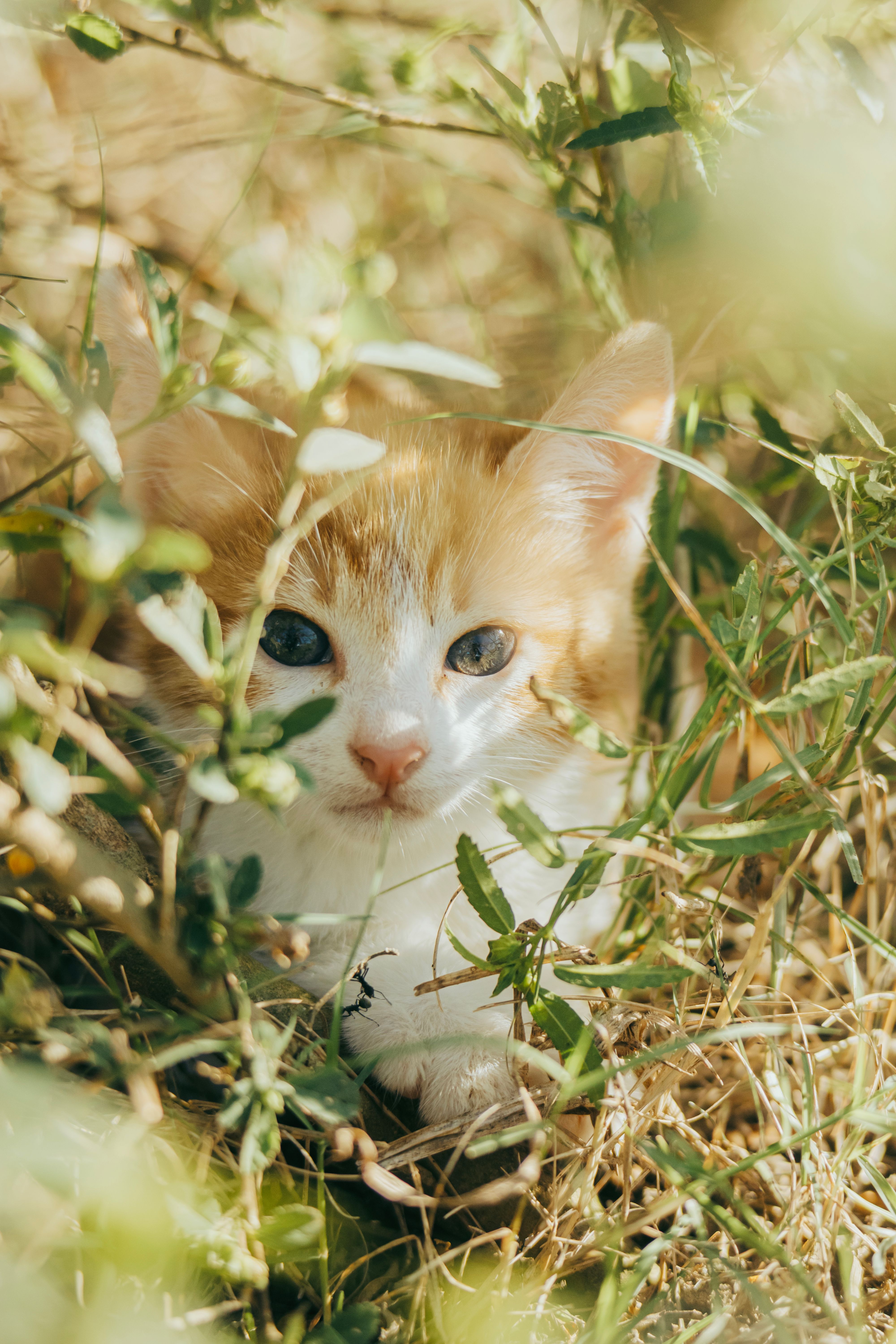Foto de stock gratuita sobre adorable, al aire libre, animal, animal ...