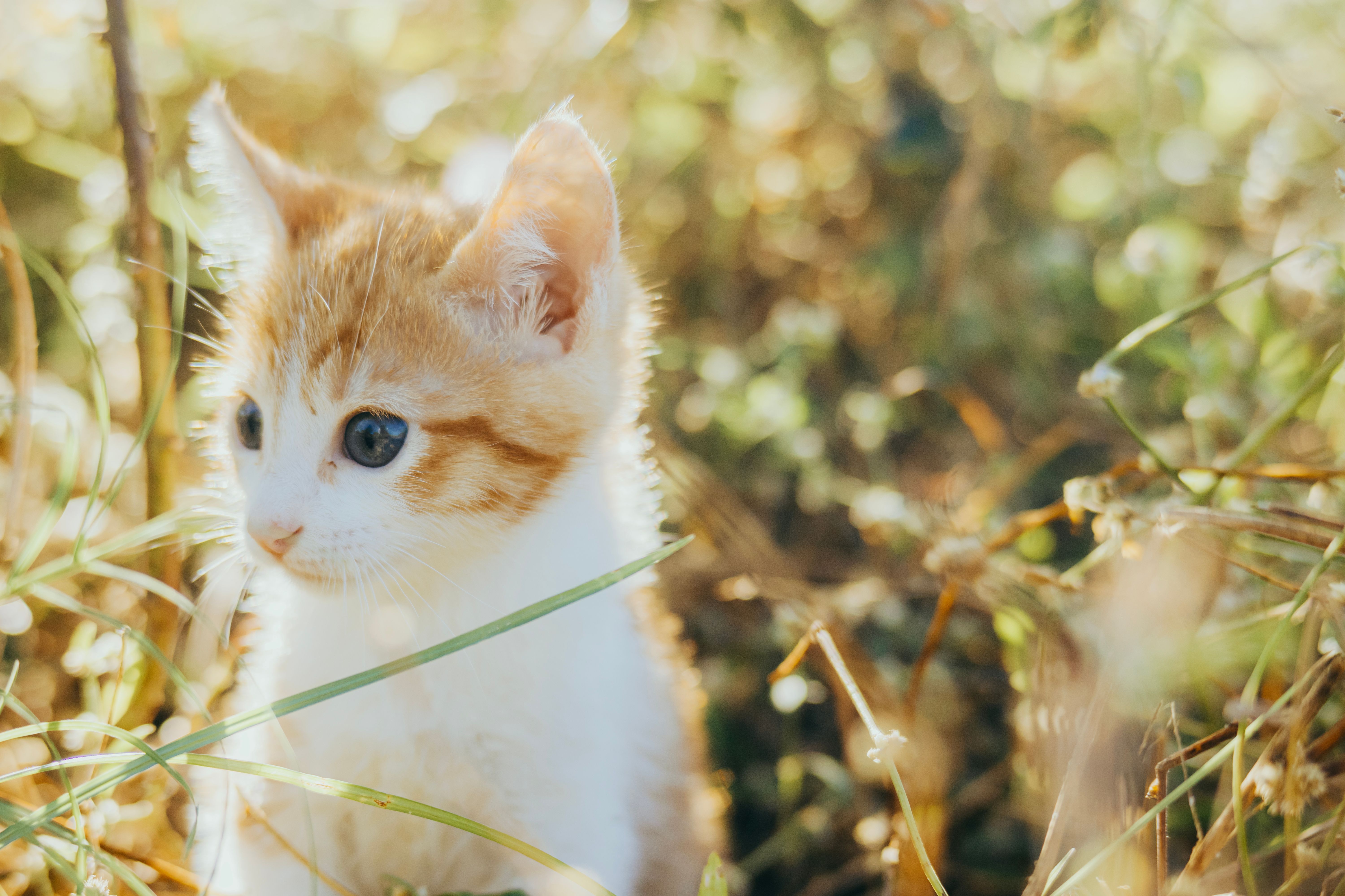 Close up of Kitten · Free Stock Photo