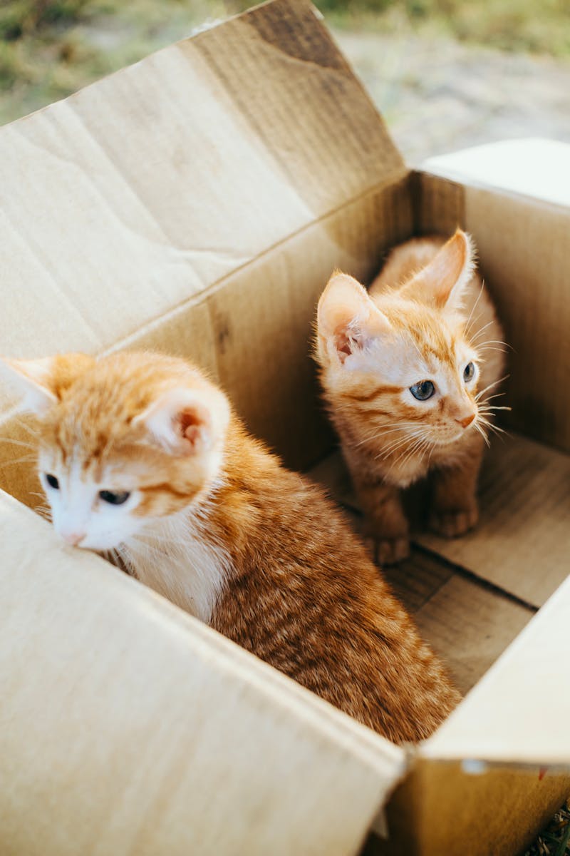 Cute Kittens Photos, Download The BEST Free Cute Kittens Stock Photos ...