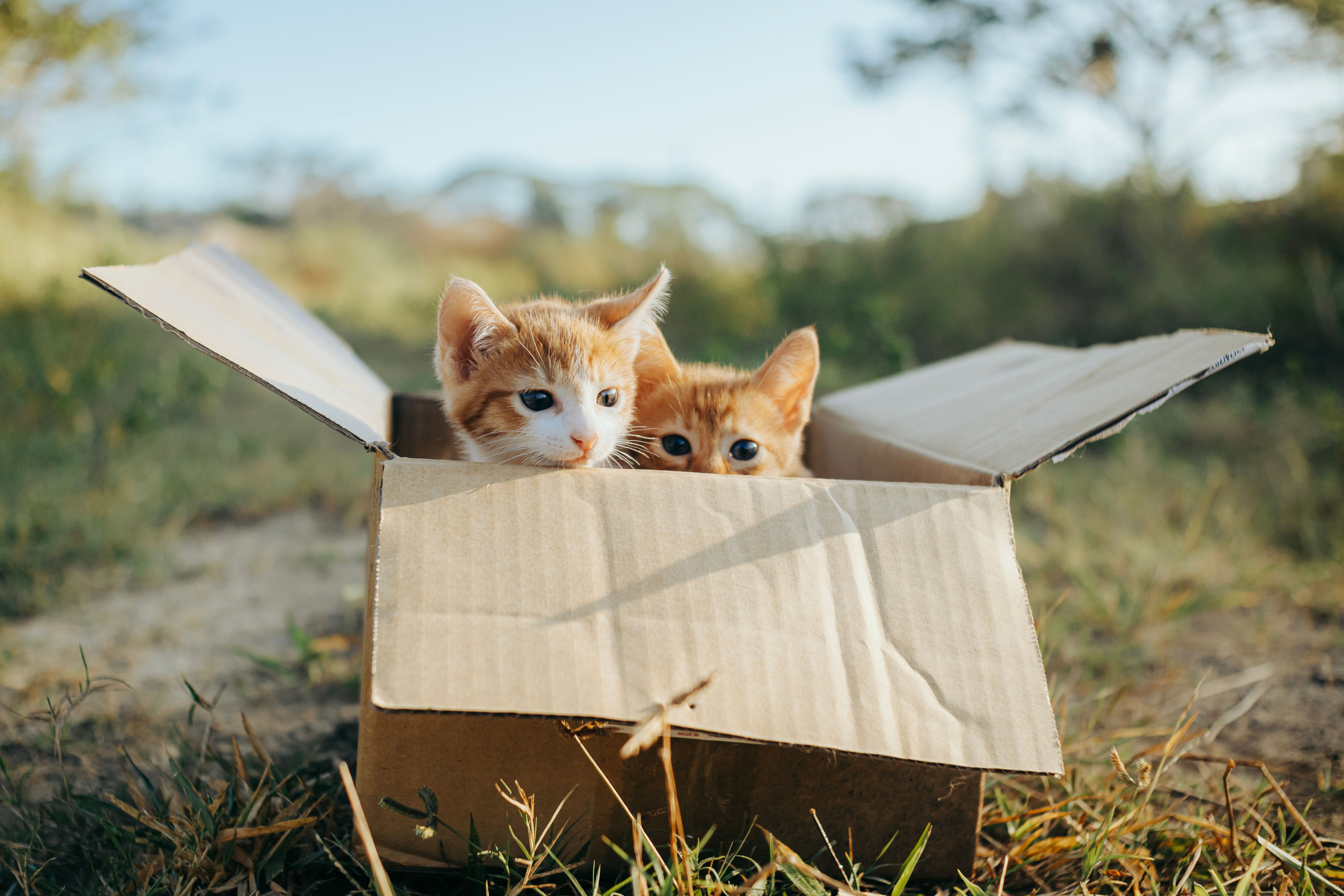 Kittens on Box · Free Stock Photo