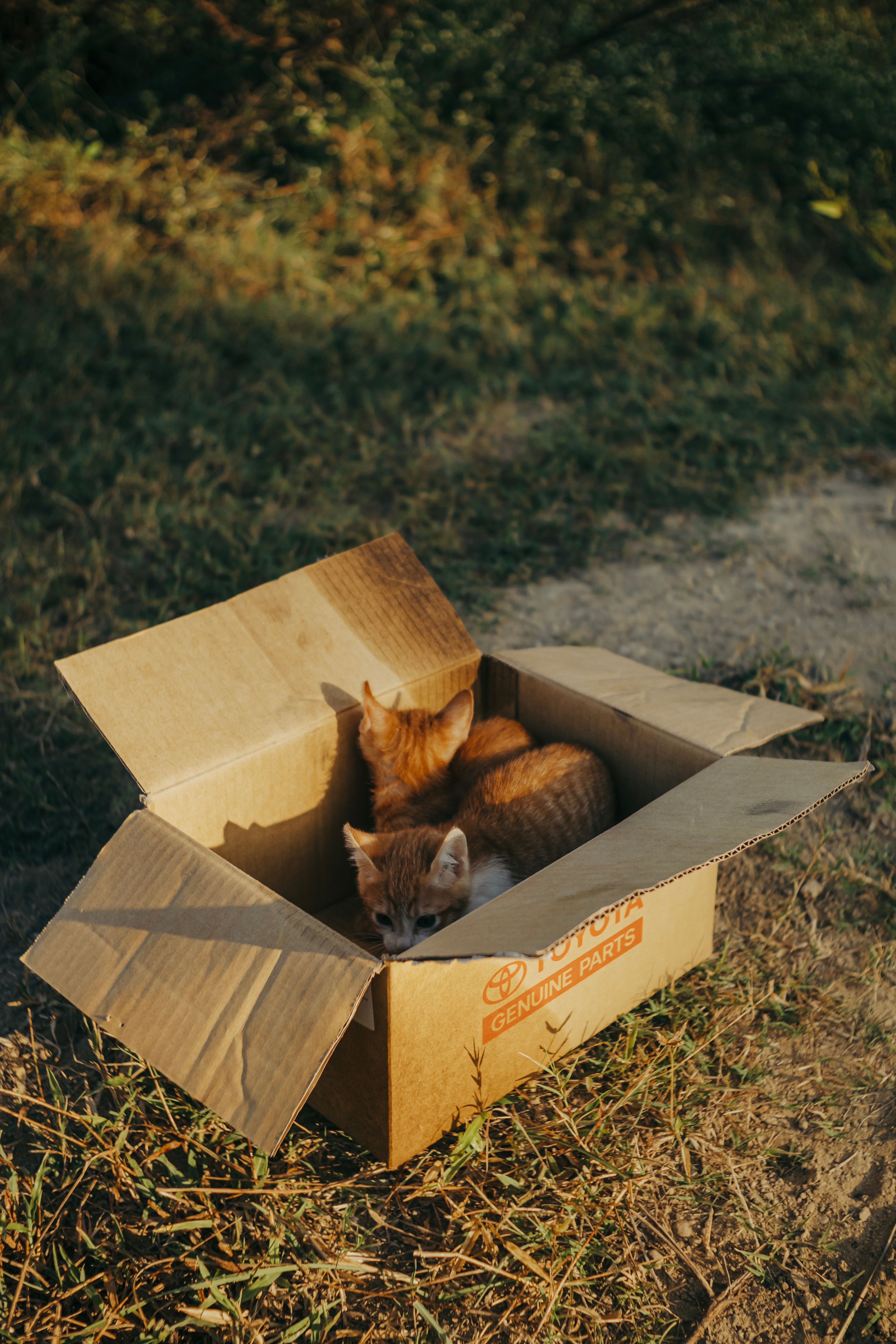 Kittens in Box on Grass · Free Stock Photo