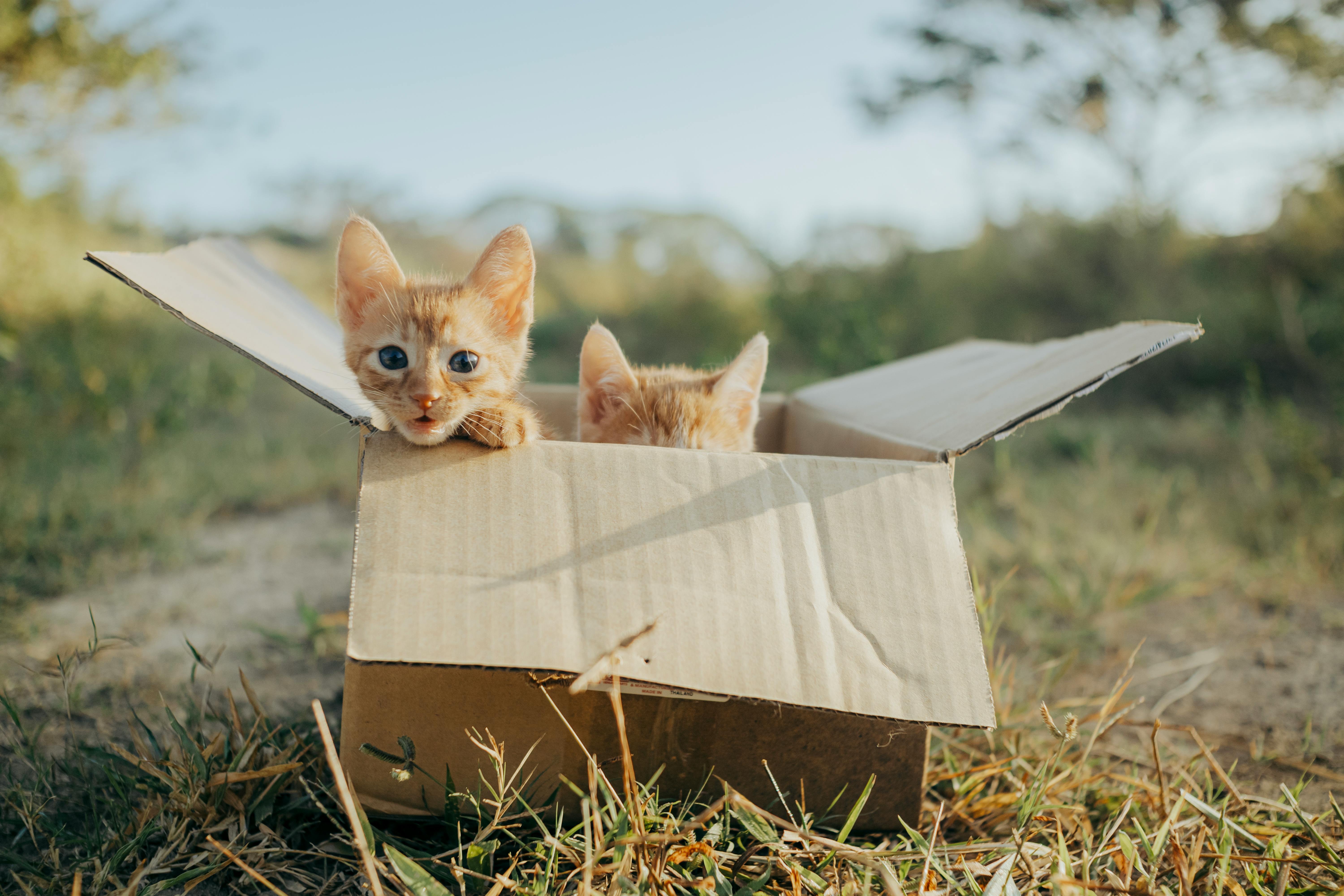 Kitten in Box · Free Stock Photo
