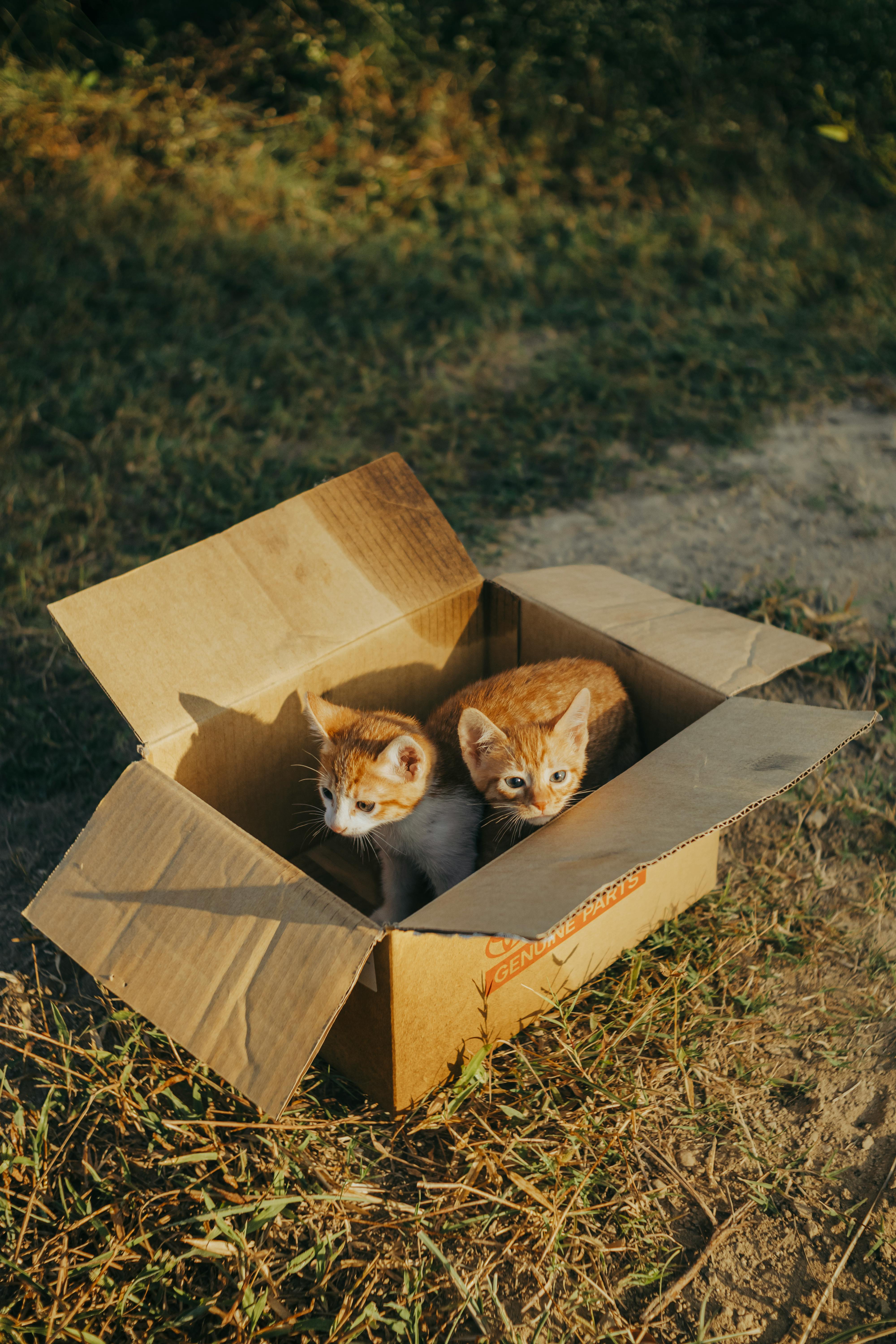 Cats Box Photos, Download The BEST Free Cats Box Stock Photos & HD Images
