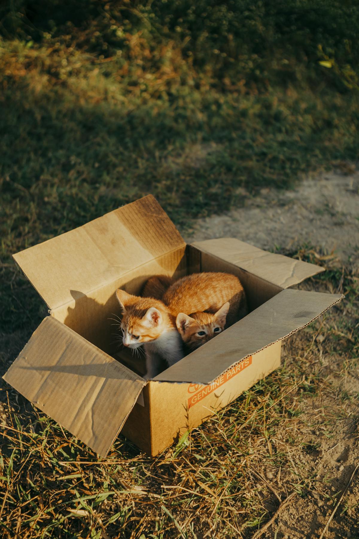 Cats In A Box Photos, Download The BEST Free Cats In A Box Stock Photos & HD Images