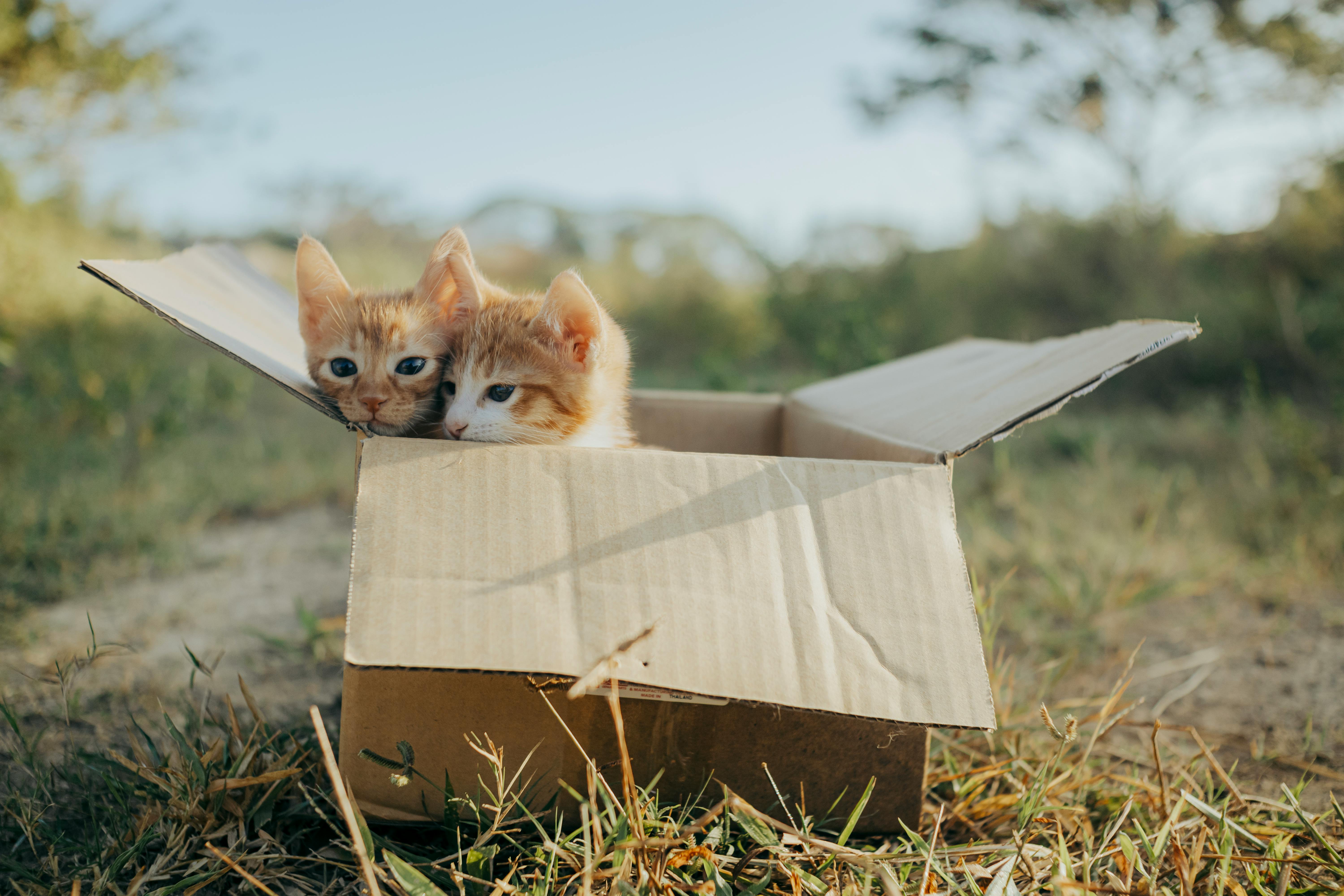 Kittens in Box · Free Stock Photo